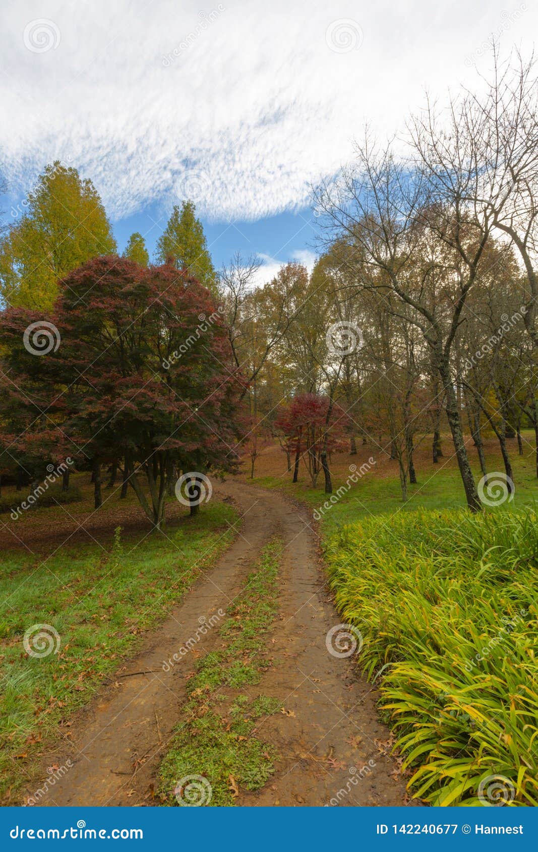 Autumn Colored Trees Next To the Dirt Road Stock Image - Image of ...