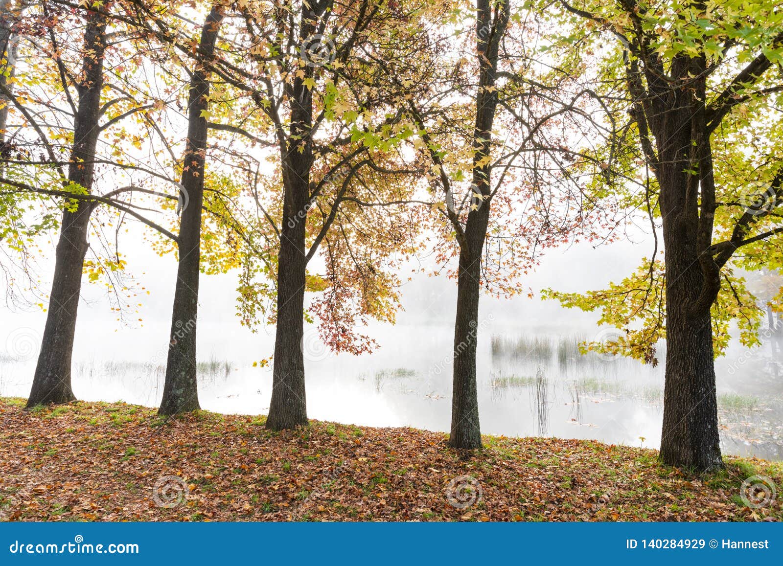 Autumn Colored Trees Next To the Water Stock Image - Image of autumn ...
