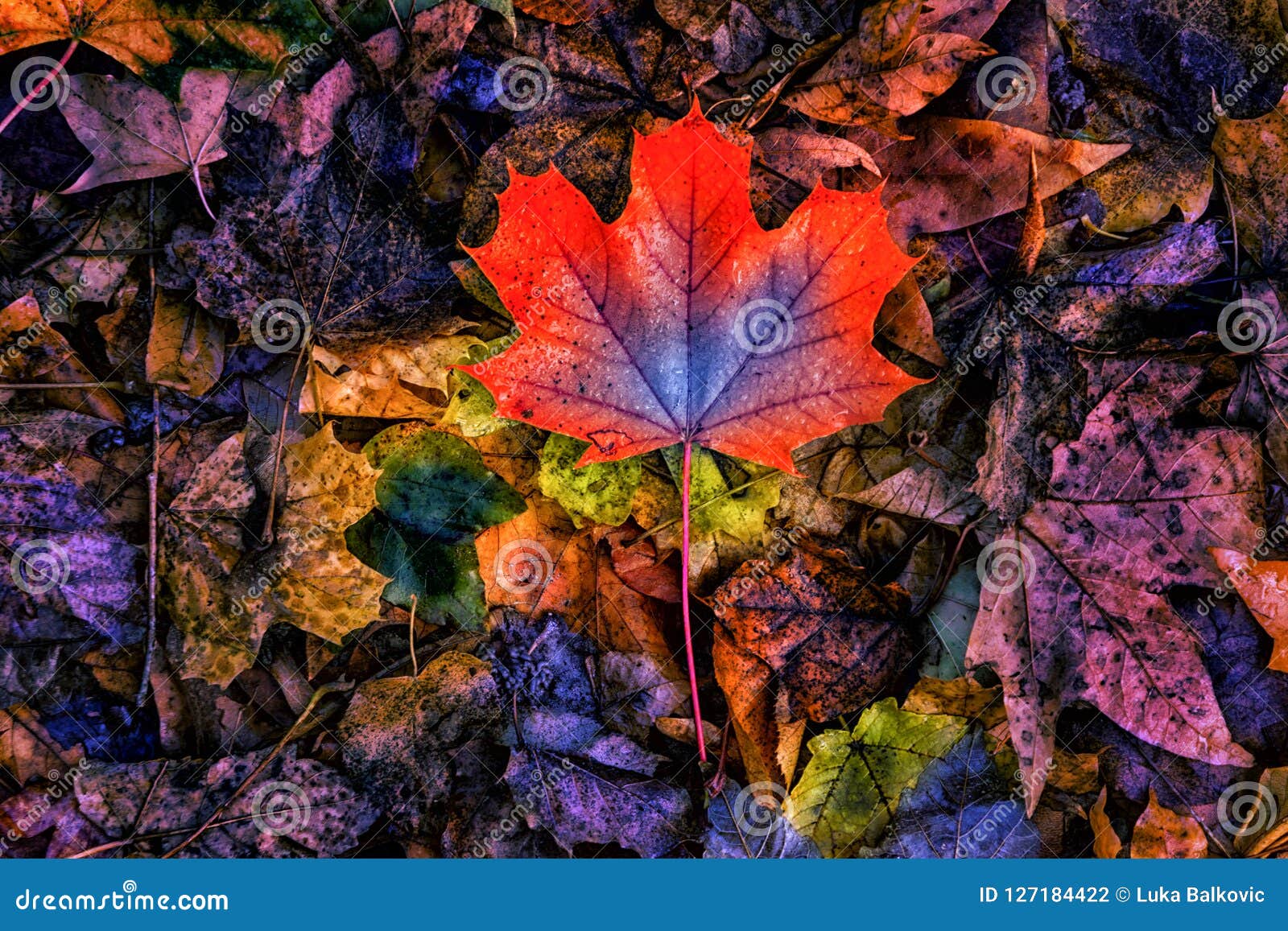 Autumn Colorful Abstract Maple Leaf Stock Photo - Image of brown, plant ...
