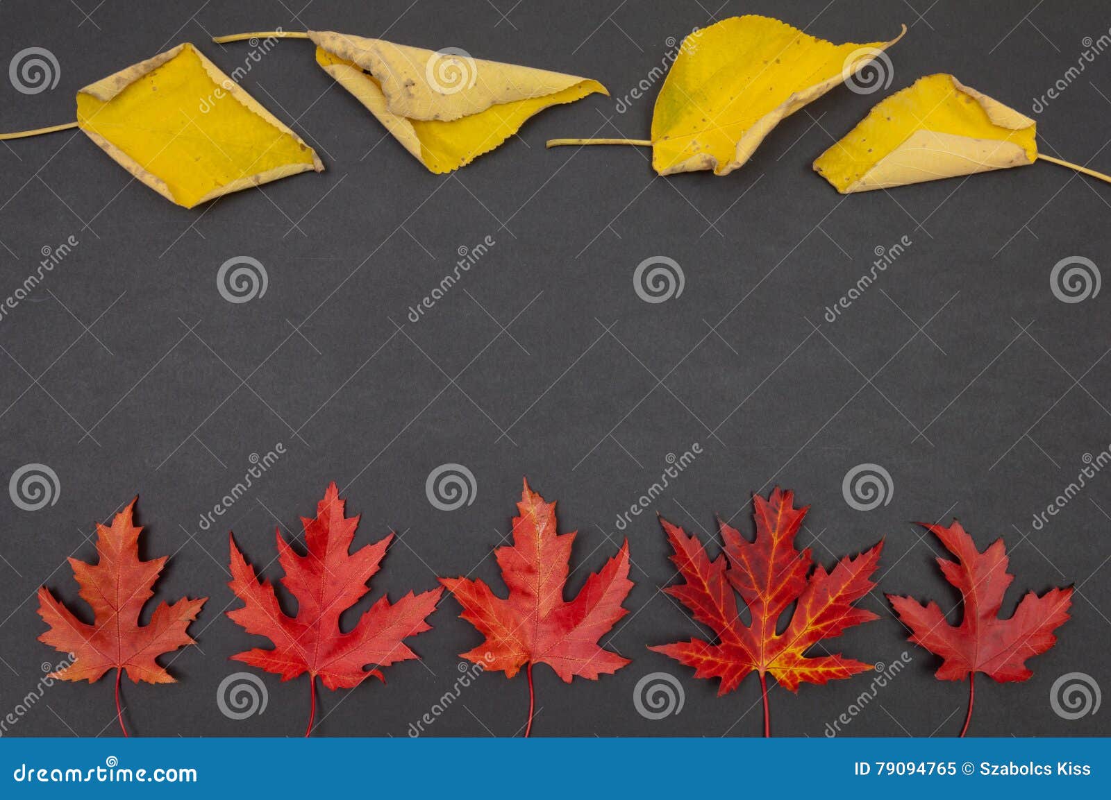 Autumn Colorful Fallen Leaves in Rows on Dark Grey Background Stock ...