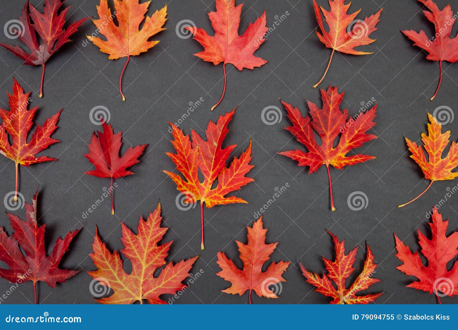 Autumn Colorful Fallen Maple Leaves on Dark Grey Background Stock Image ...