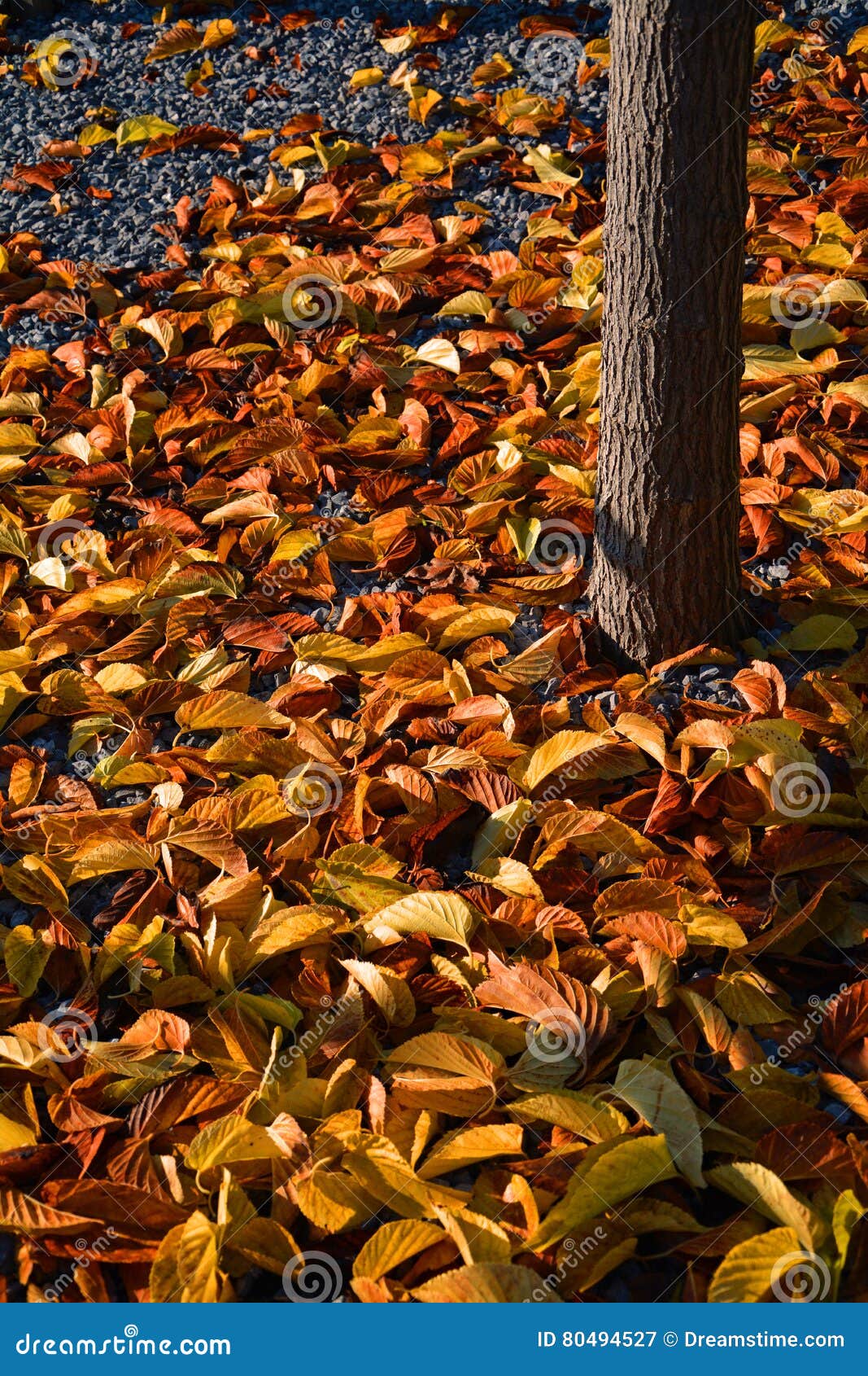 Autumn, Colorful the Falling Leaves Stock Image - Image of garden ...