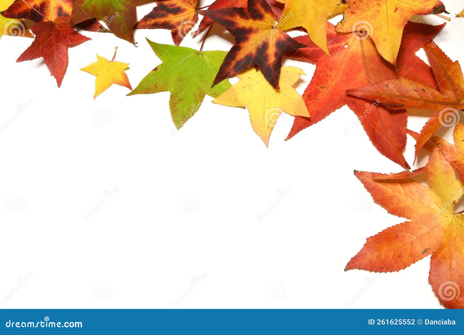 Autumn Colorful Falling Maple Leaves Isolated on White Background Stock ...