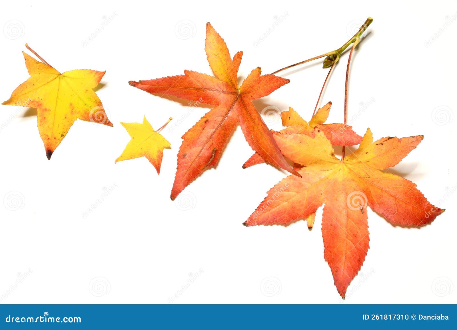 Autumn Colorful Falling Maple Leaves Isolated on White Background Stock ...