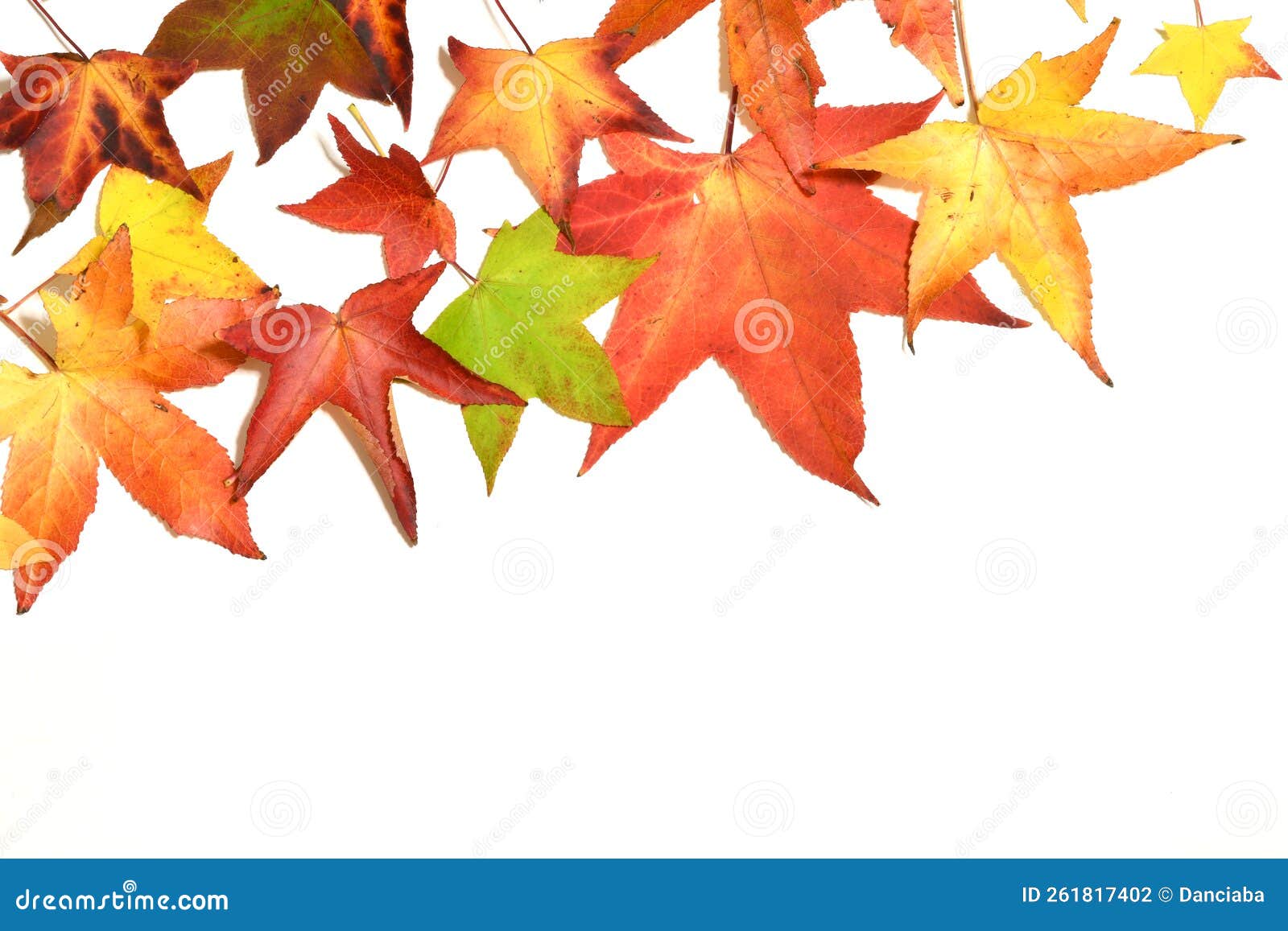 Autumn Colorful Falling Maple Leaves Isolated on White Background Stock ...