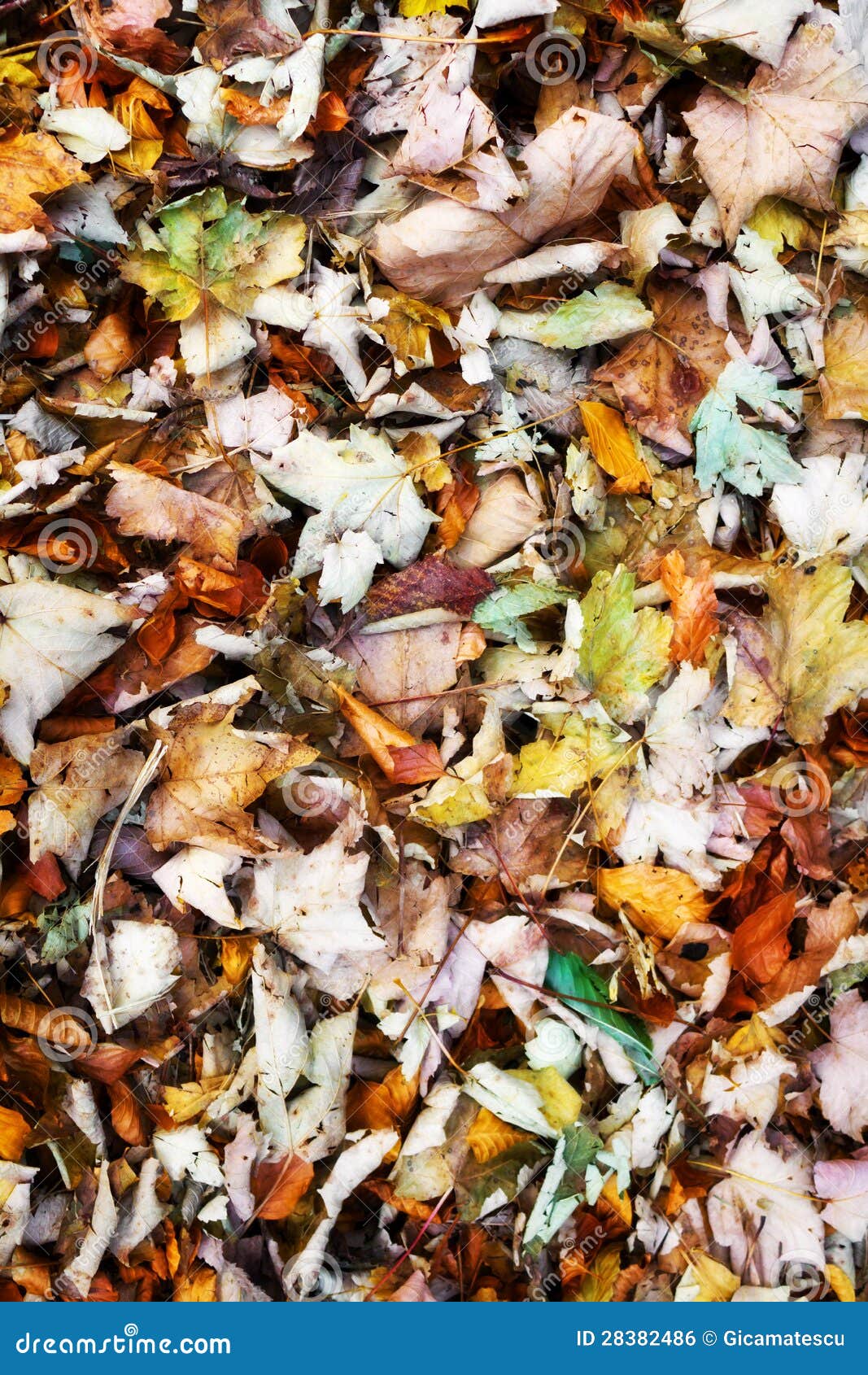 Autumn colorful foliage stock photo. Image of nature - 28382486