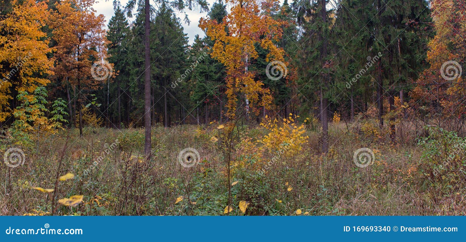Autumn Colorful Forest Full of Trees Stock Photo - Image of beautiful ...