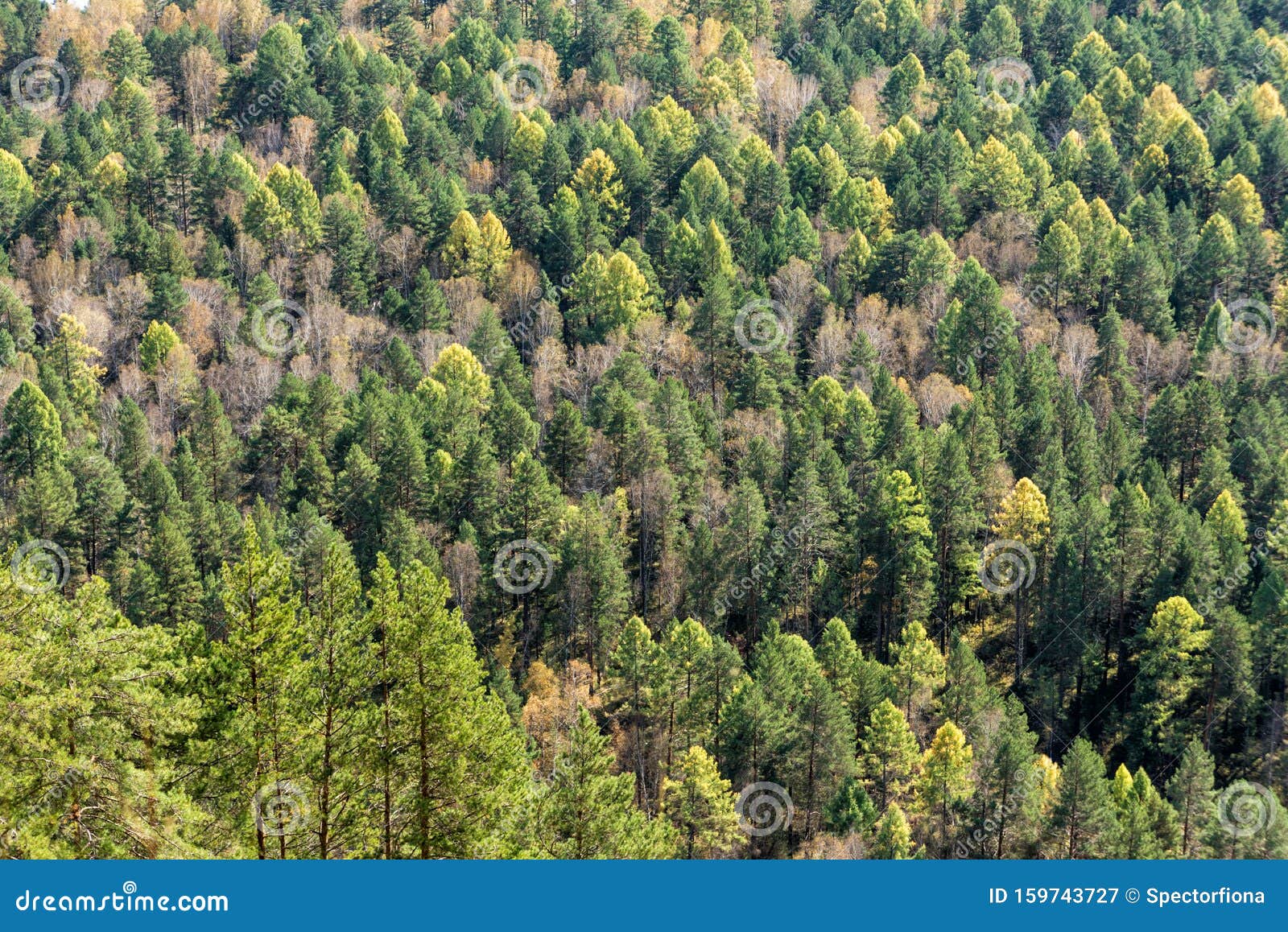 Autumn Forest Seamless Pattern Background - View from Above Stock Image ...
