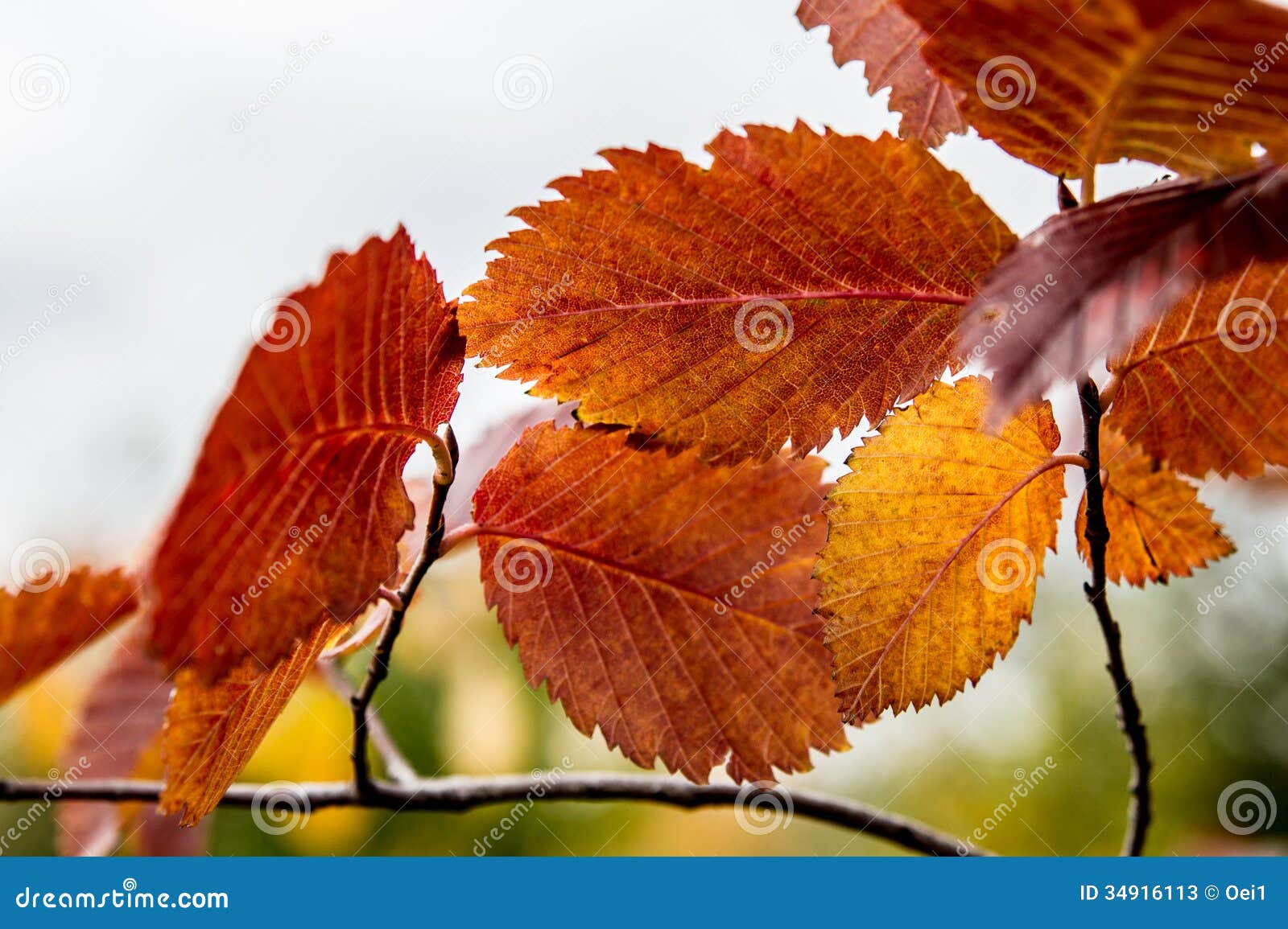 Autumn Colorful Leaves of Elm Stock Image - Image of leaf, rural: 34916113