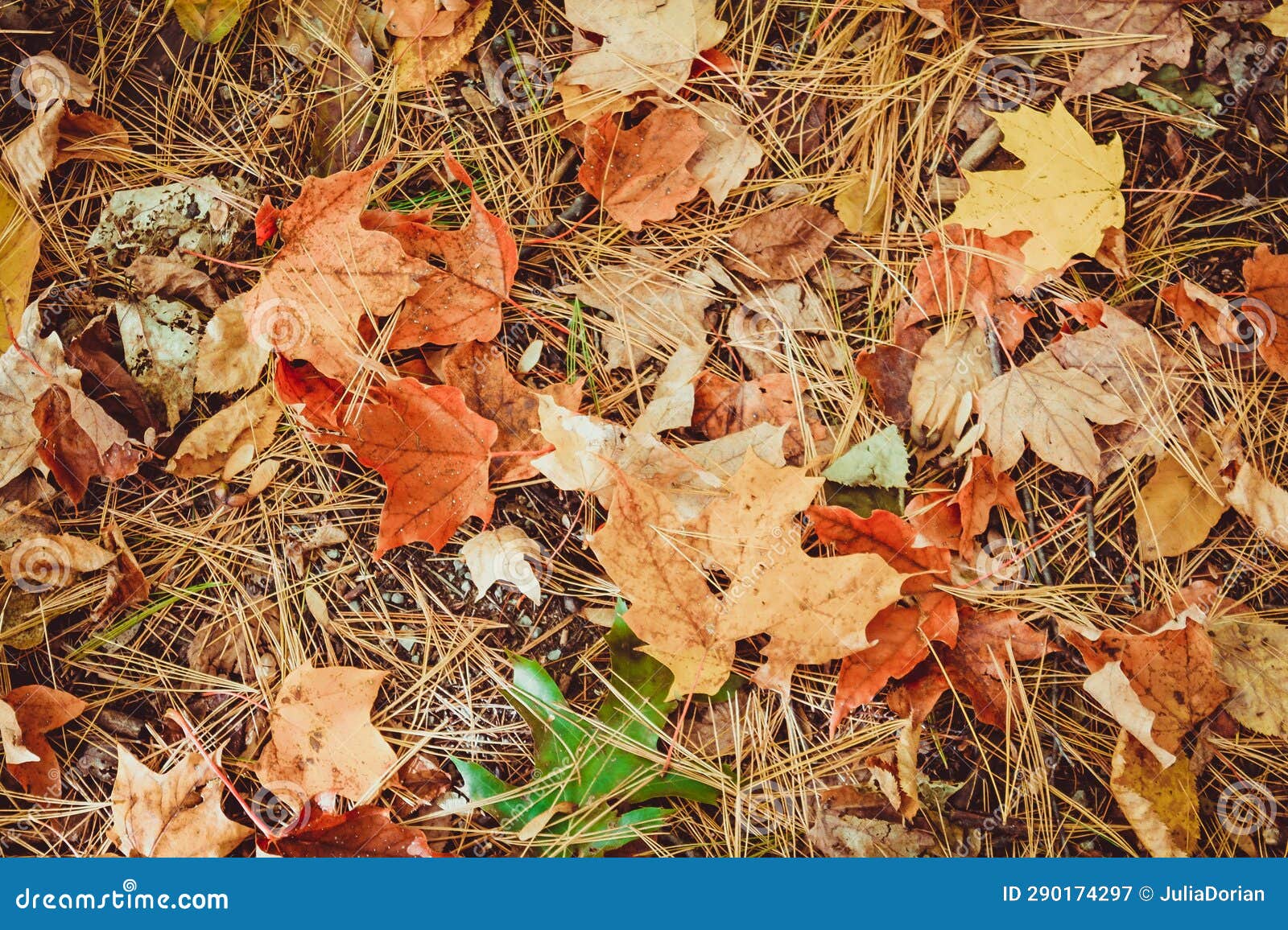 Autumn Colorful Leaves in Fall on Ground. Maple Leaves Stock Image ...
