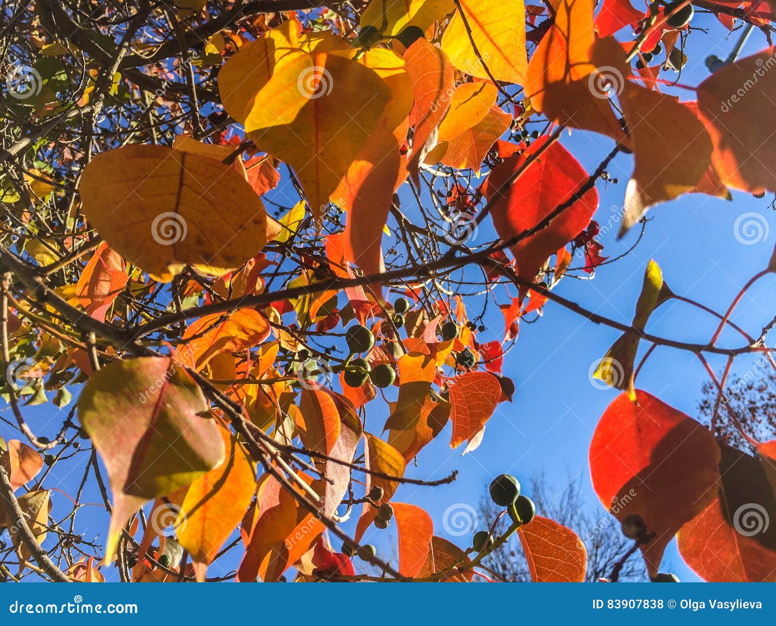 Autumn Colorful Leaves on the Tree Stock Photo - Image of fall, tree ...