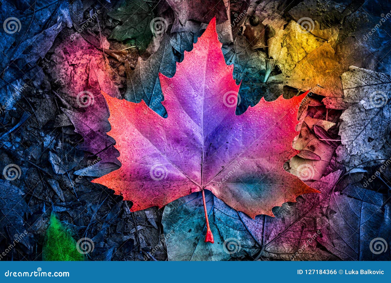 Autumn Colorful Maple Leaf on the Ground Stock Photo - Image of natural ...