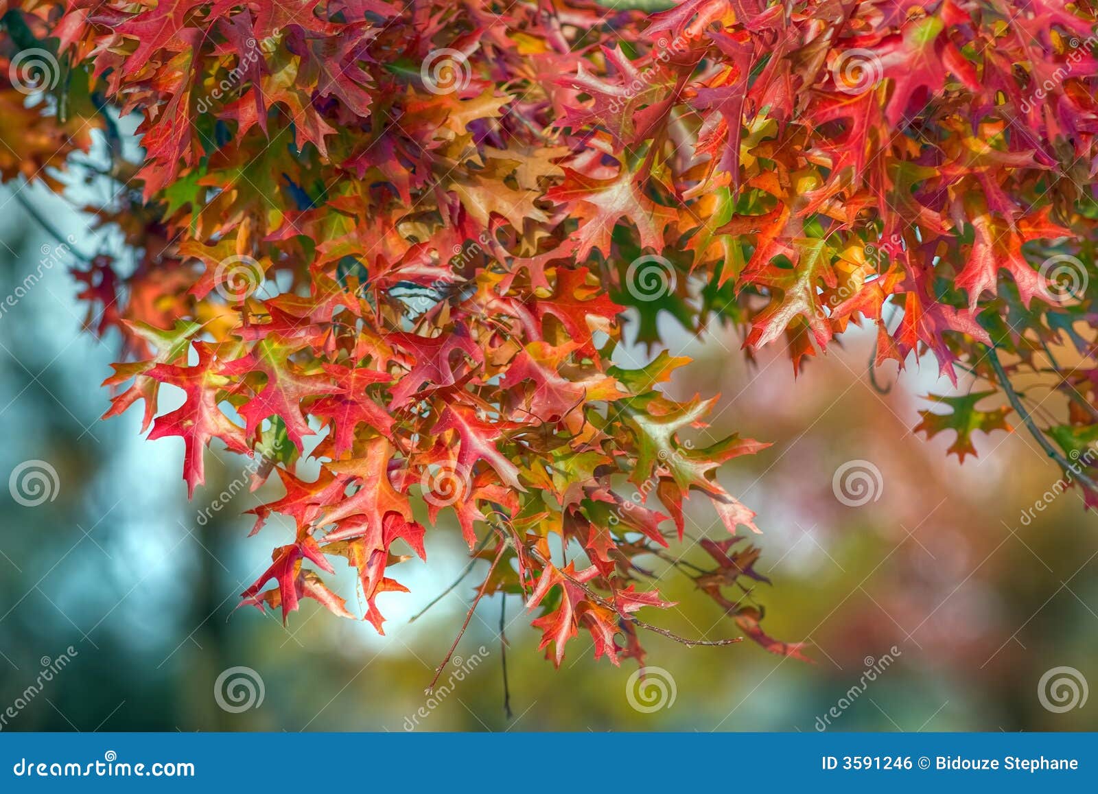 Autumn colorful oak stock photo. Image of seasonal, foliage - 3591246