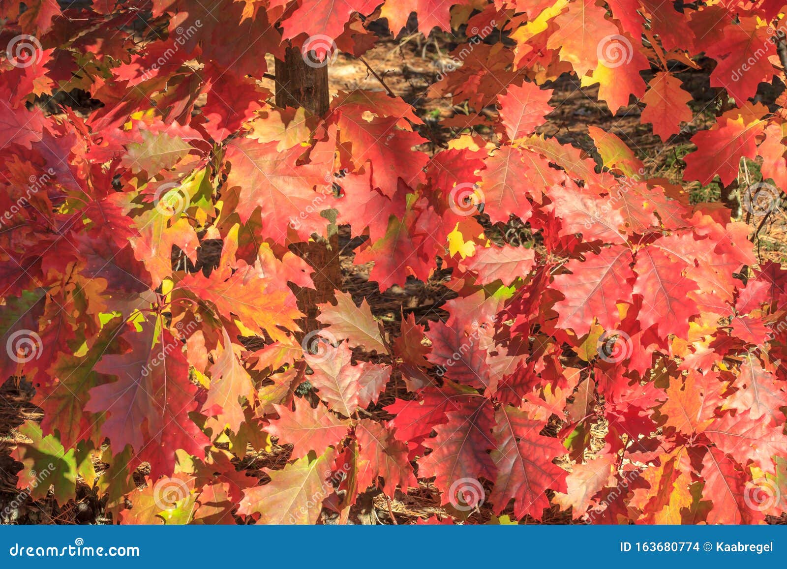 Autumn Colorful Oak Leaves. Brightly Colorful Autumn Oak Leaves Stock ...