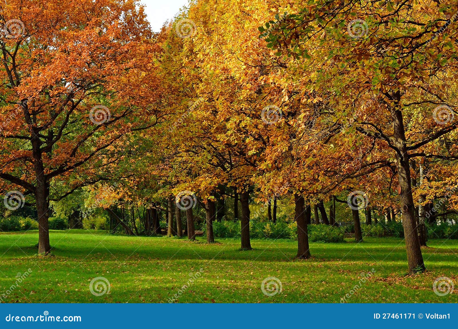 Autumn colorful oak trees stock image. Image of europe - 27461171