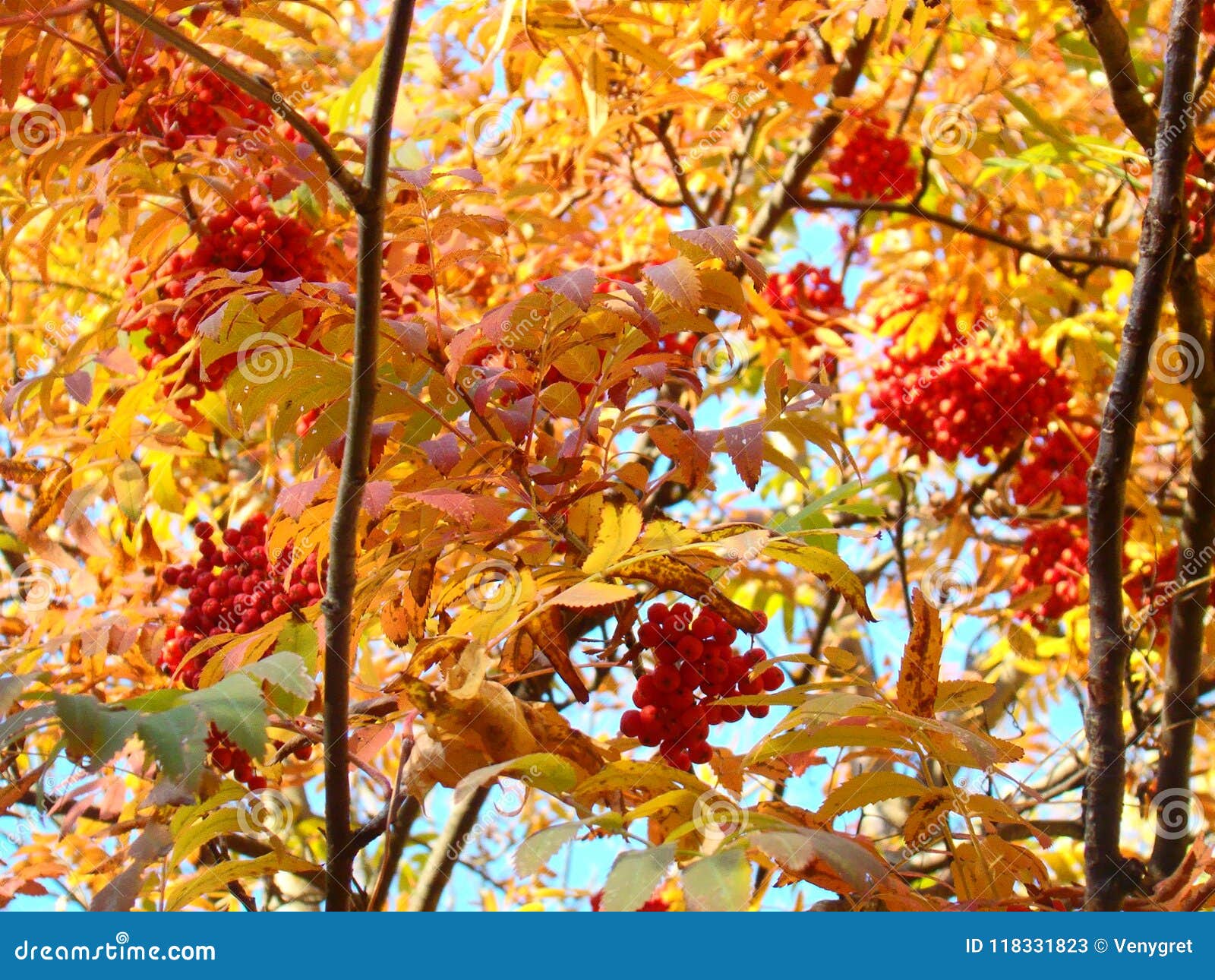Autumn colorful rowan tree stock image. Image of twigs - 118331823