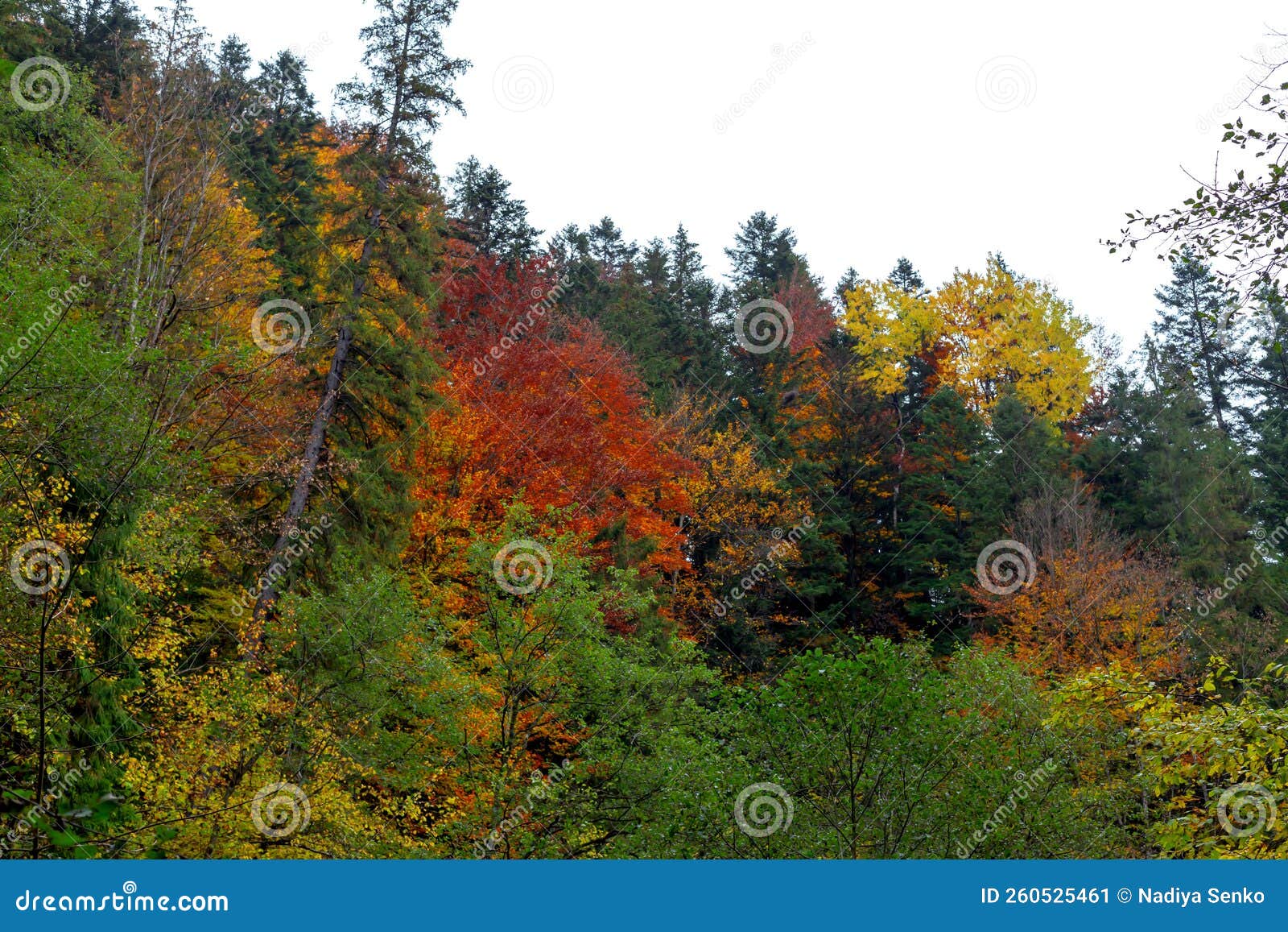 Autumn Trees on the Hillside Stock Image - Image of natural, landscape ...