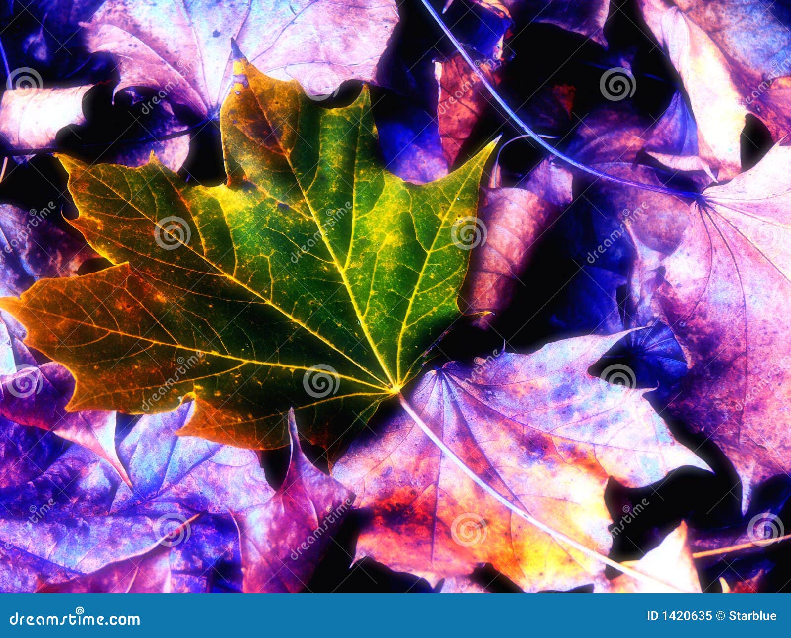 Autumn colors stock image. Image of season, leaves, foliage - 1420635