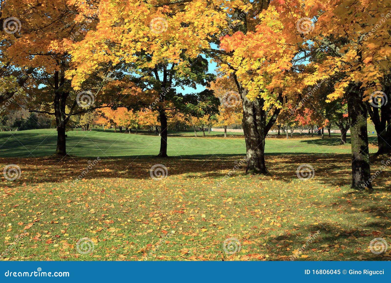 Autumn colors. stock image. Image of grass, sunset, meadow - 16806045