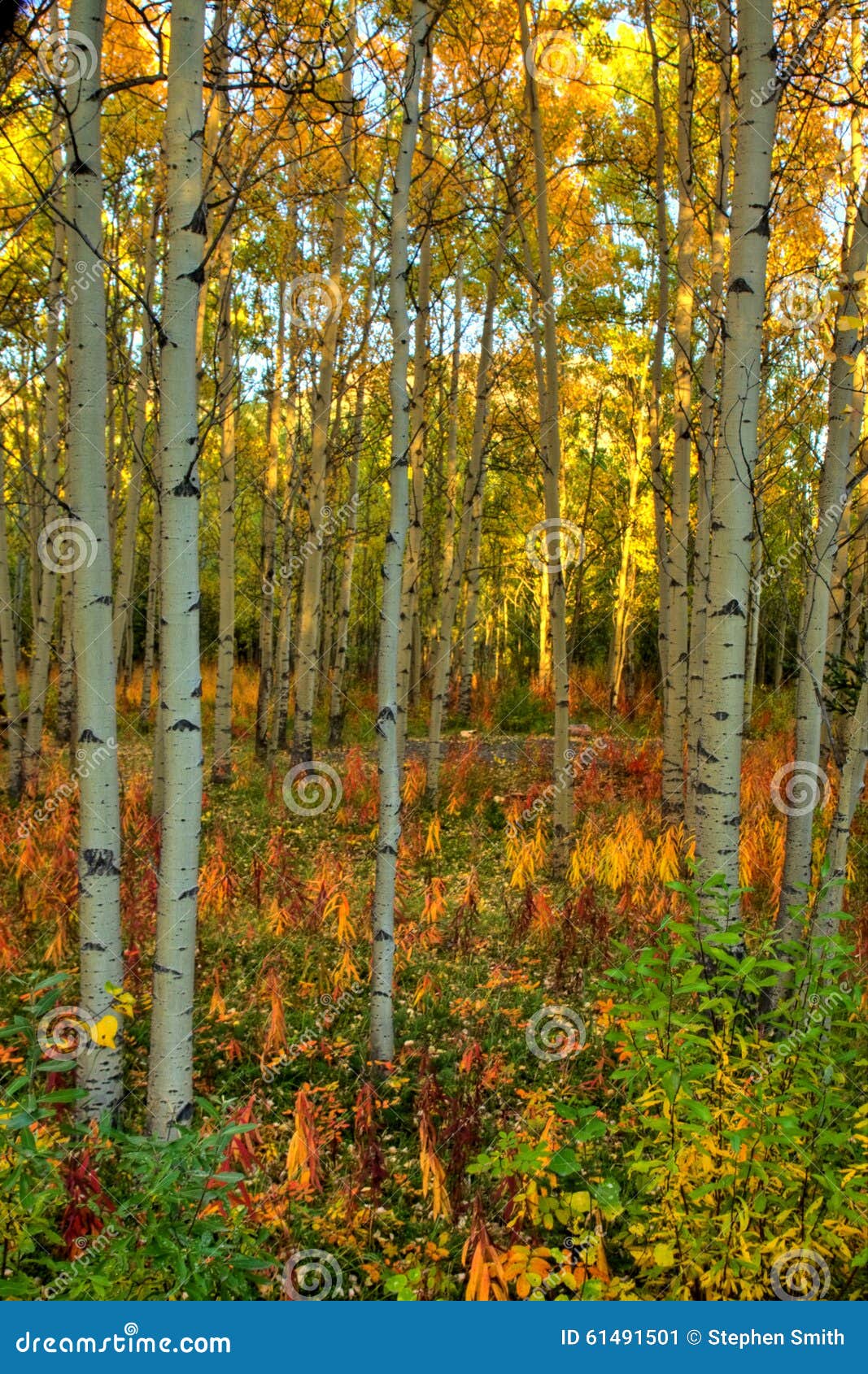 Autumn Colors in Aspen Forest in the Yukon Stock Image - Image of ...