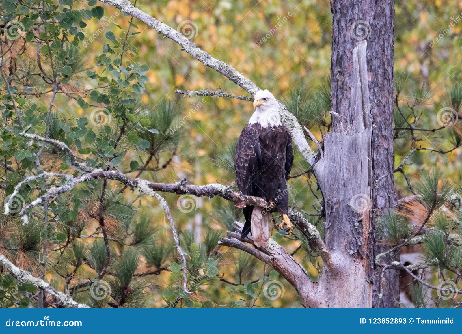 Autumn Colors with Bald Eagle Stock Image - Image of branch, eagle ...