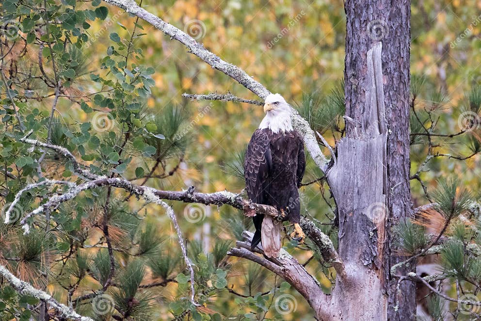 Autumn Colors with Bald Eagle Stock Image - Image of branch, eagle ...