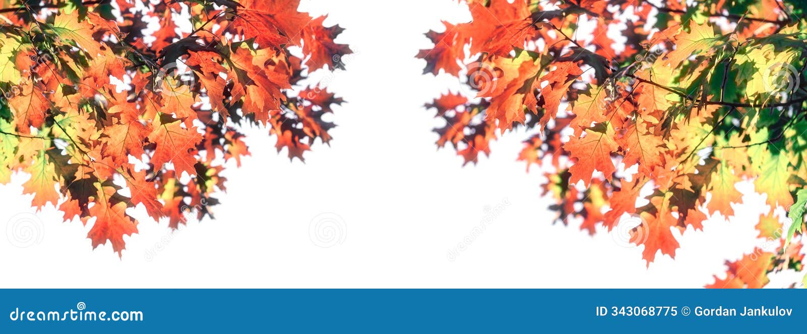 Beautiful Multi-colored Flowers With Magical Natural Patterns Grow In ...