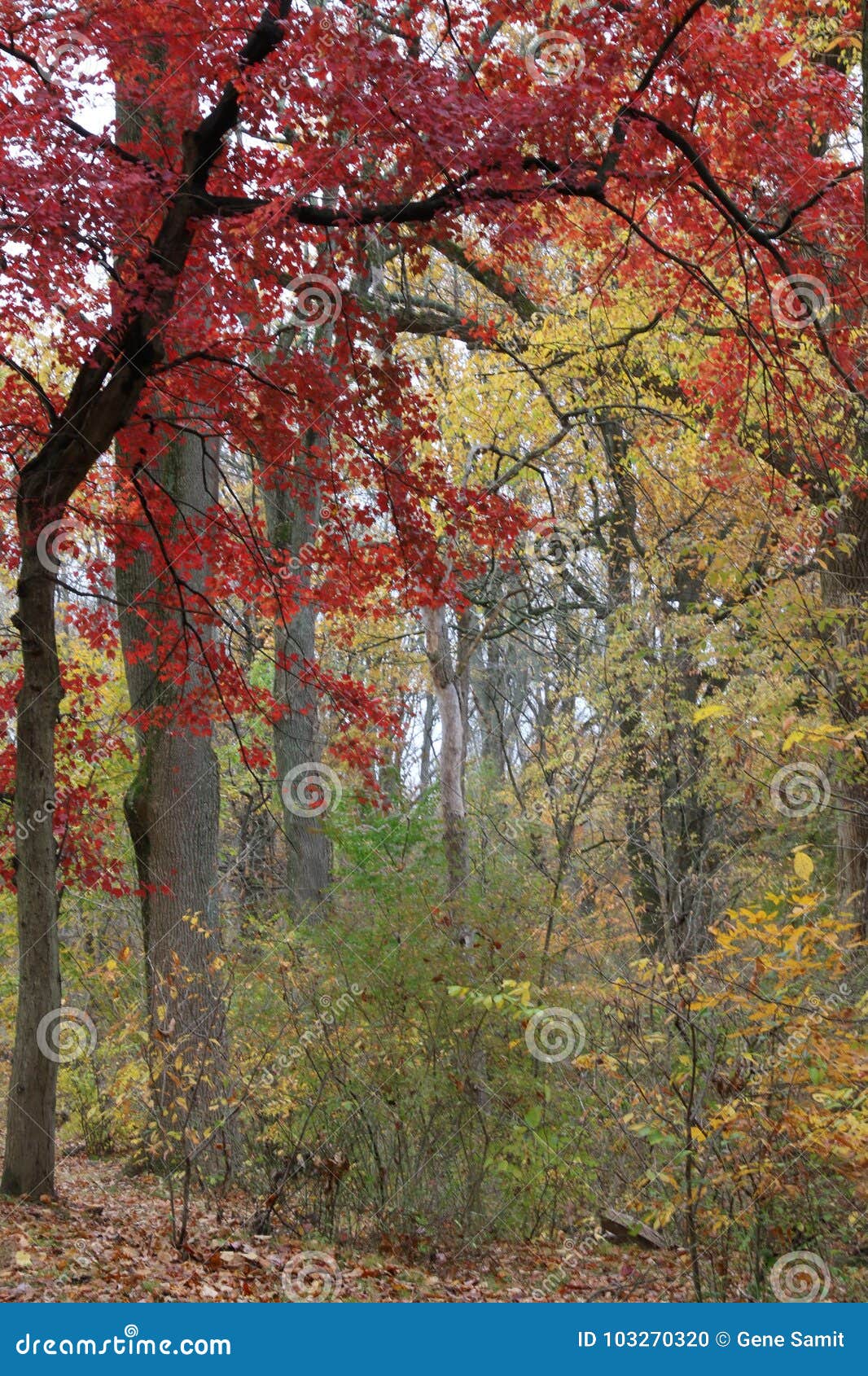 The autumn colors. stock photo. Image of background - 103270320