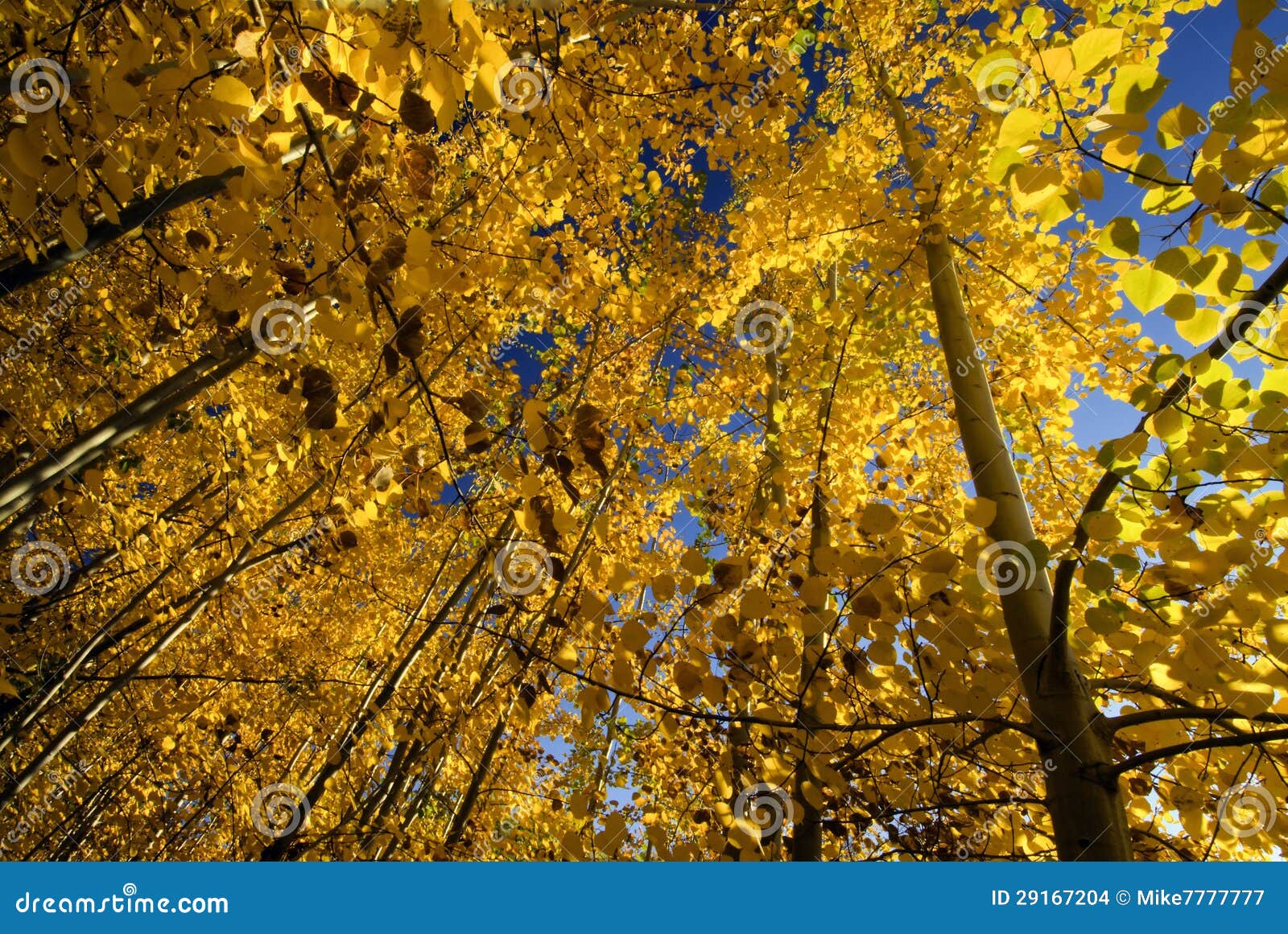 Autumn Colors of Birch Trees Stock Photo - Image of fall, sunny: 29167204