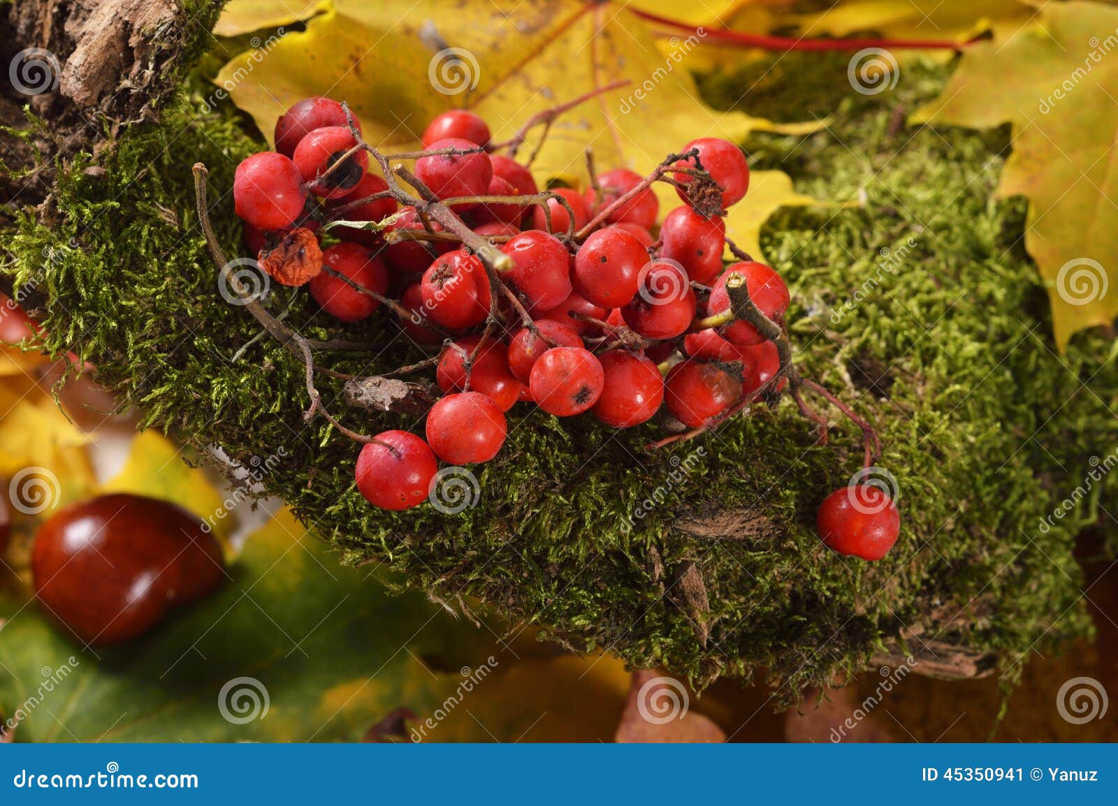 Autumn colors stock image. Image of garden, beautiful - 45350941