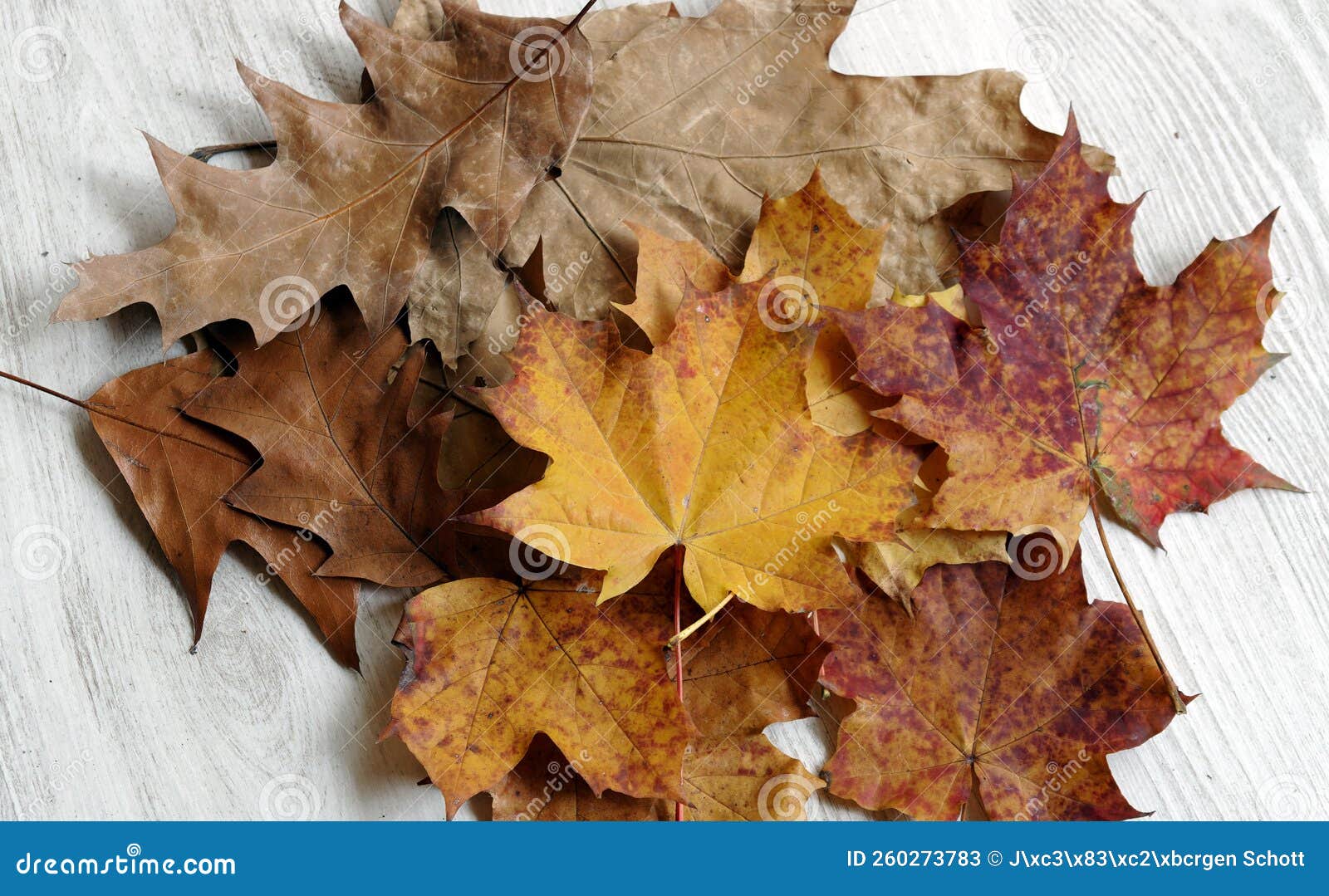 Autumn Colors, Closeup of Oak Leaves and Maple Leaves Stock Image ...
