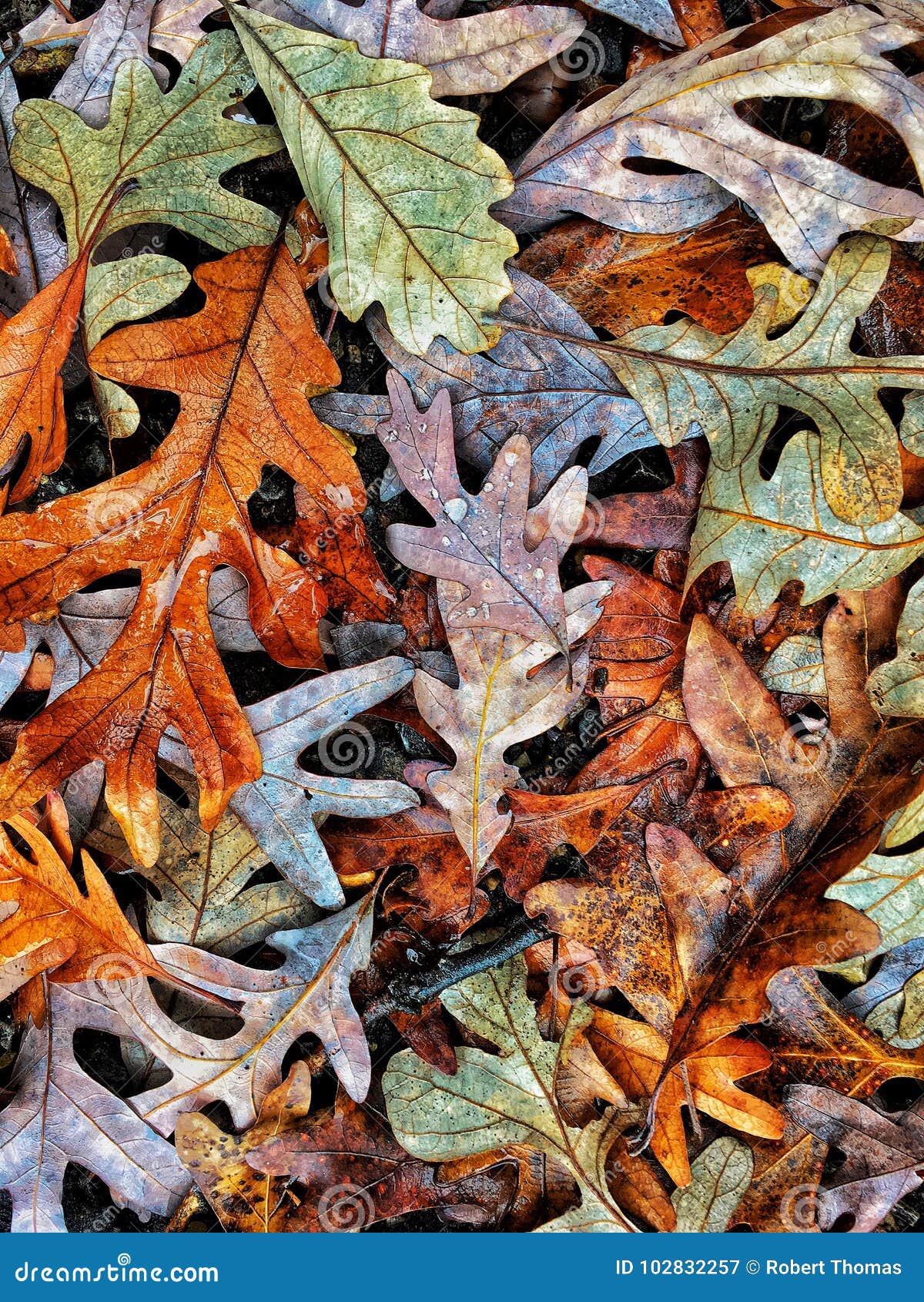 Autumn Colors Collection imagen de archivo. Imagen de roble - 102832257
