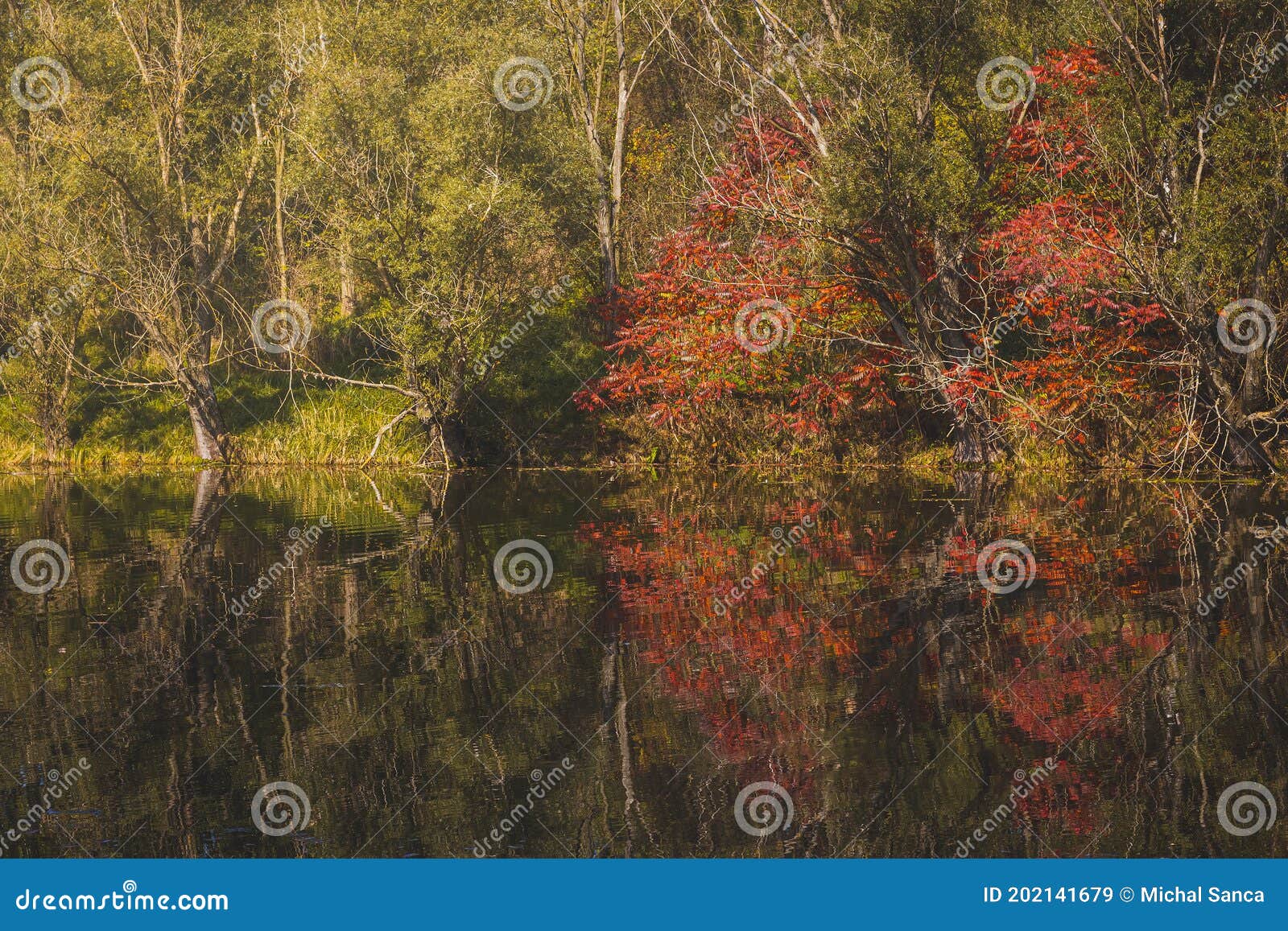 Autumn Colors. Colorful Trees with Pond, Reflection Stock Image - Image ...