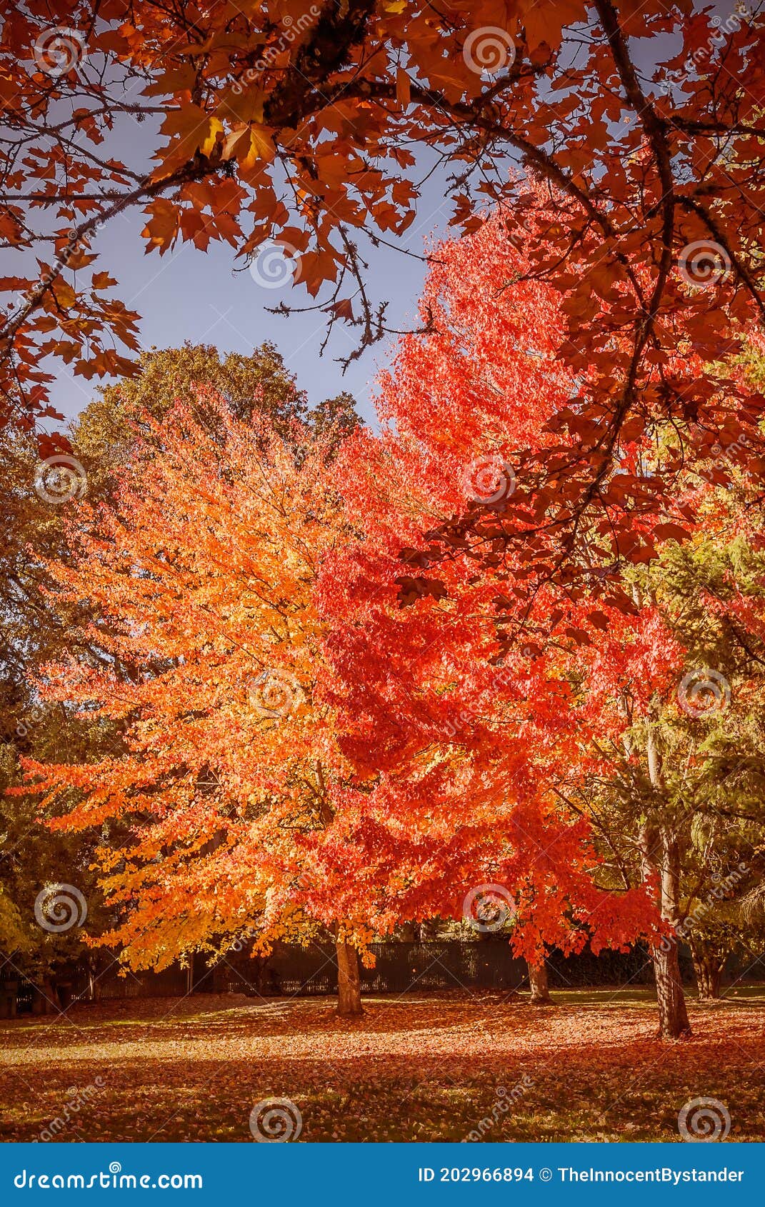 Autumn Colors in Portland, Oregon Stock Photo - Image of environment ...