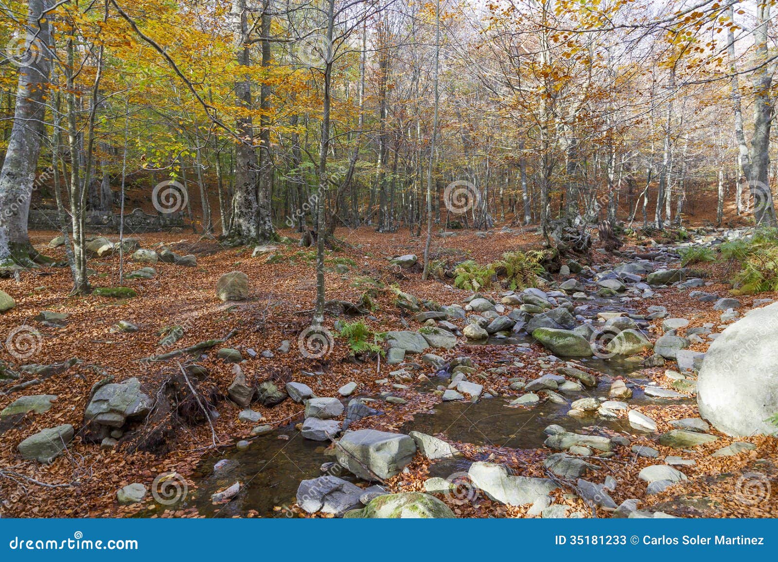 Autumn Colors stock image. Image of golden, leaf, fresh - 35181233