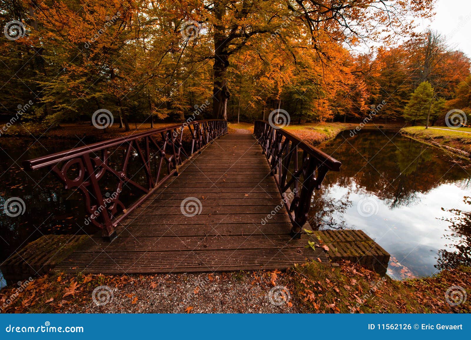 Autumn Colors in the Forest Stock Photo - Image of branches, leafs ...