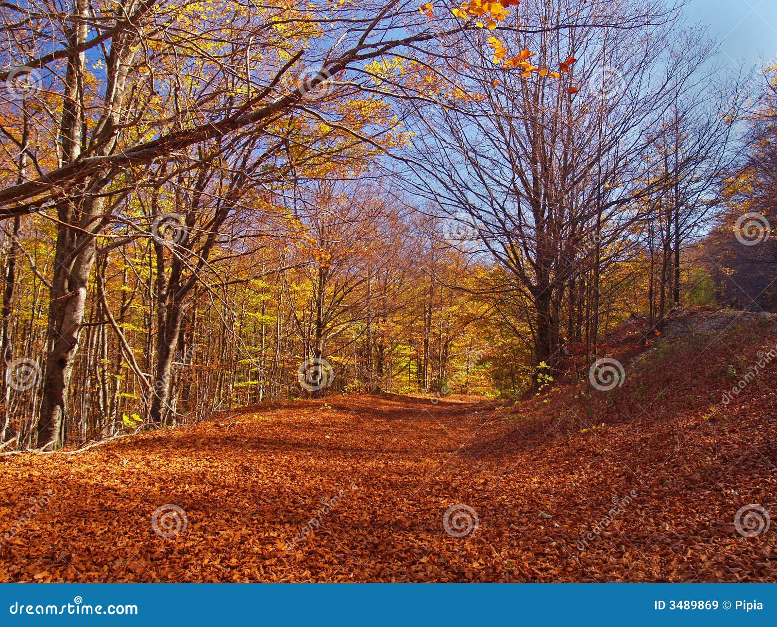 Autumn Colors in the Forest Stock Image - Image of path, warm: 3489869
