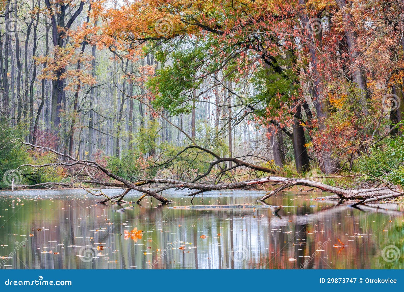 Autumn colors in river stock image. Image of canopy, autumn - 29873747