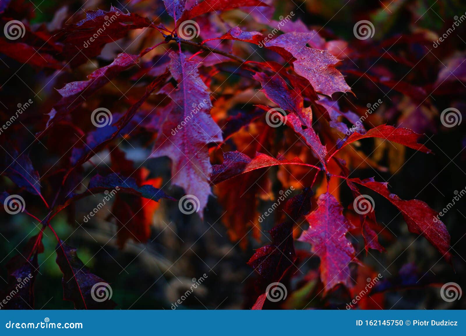 Autumn Colors, Forest, Trees Leaves in October Stock Photo - Image of ...