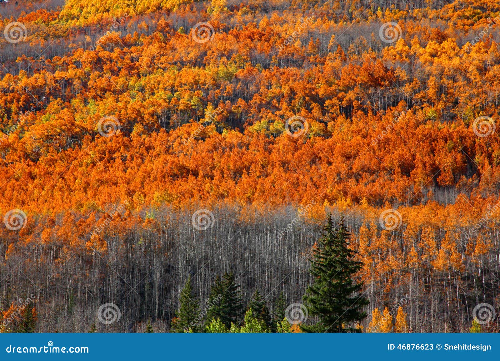 Autumn colors at its peak stock image. Image of bright - 46876623