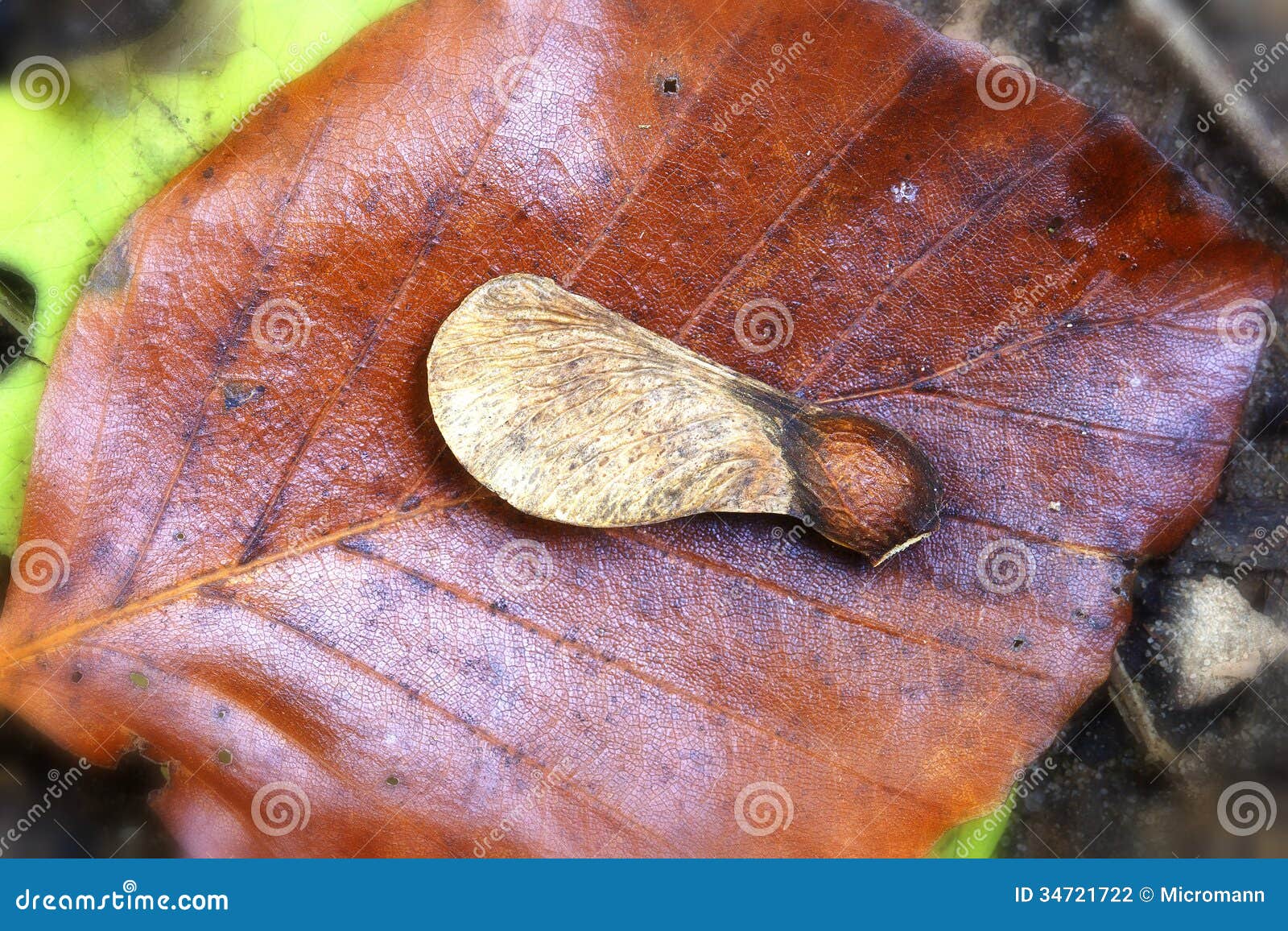 Autumn Colors - Leaf - Maple Fruit Stock Photo - Image of detail ...