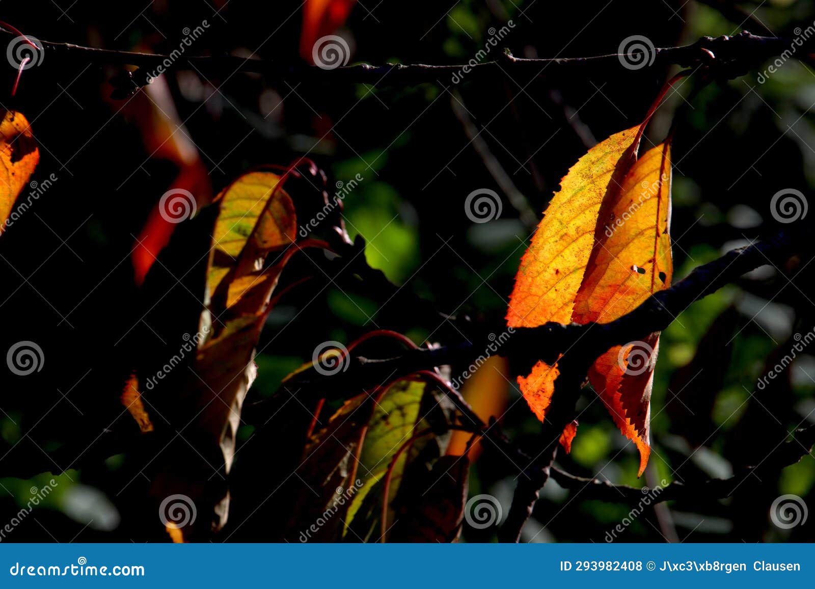 The Autumn Colors of the Leaves Stock Photo - Image of orange ...