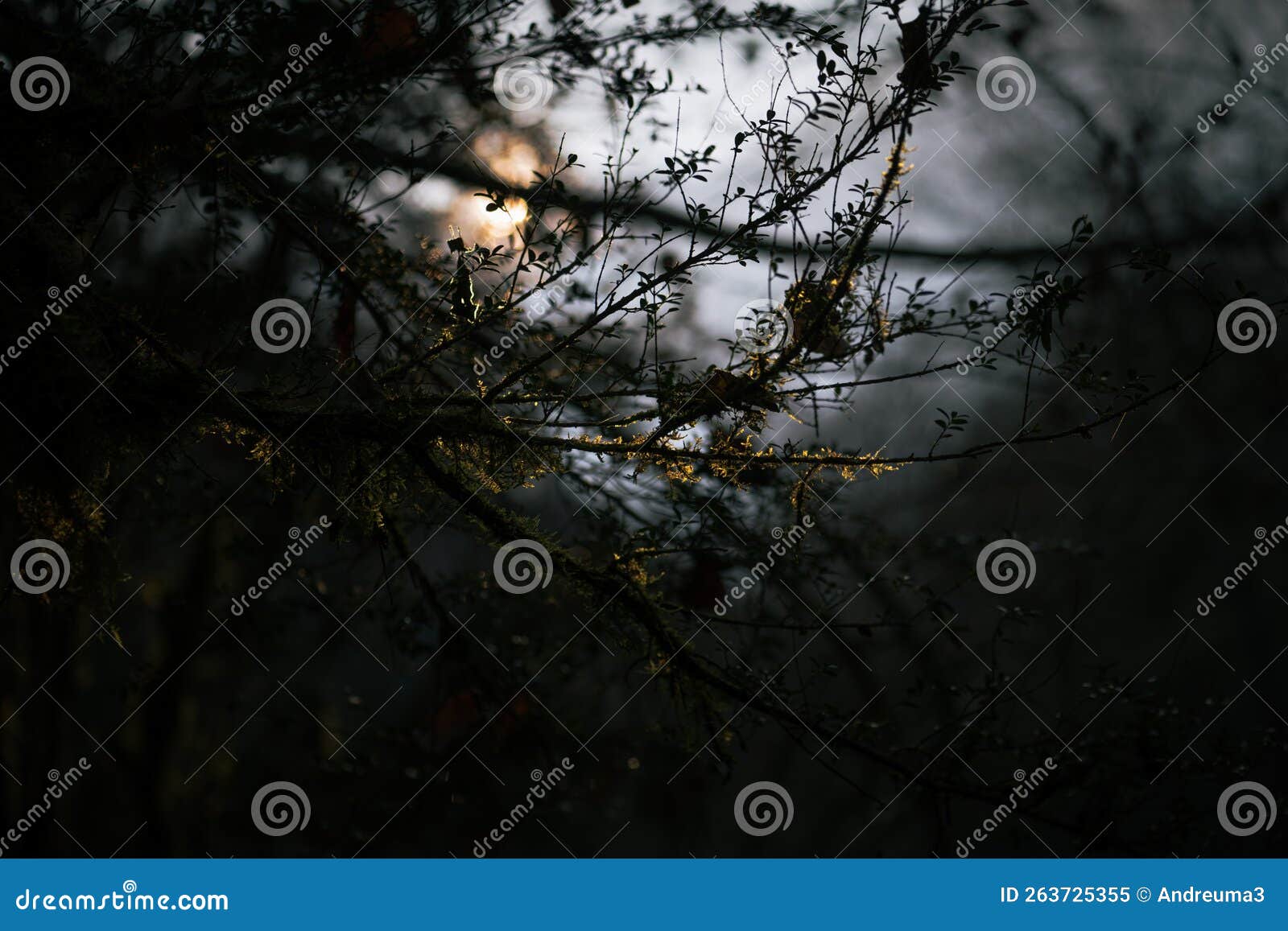 Ambient Light through the Trees in the Autumn Forest Stock Image ...