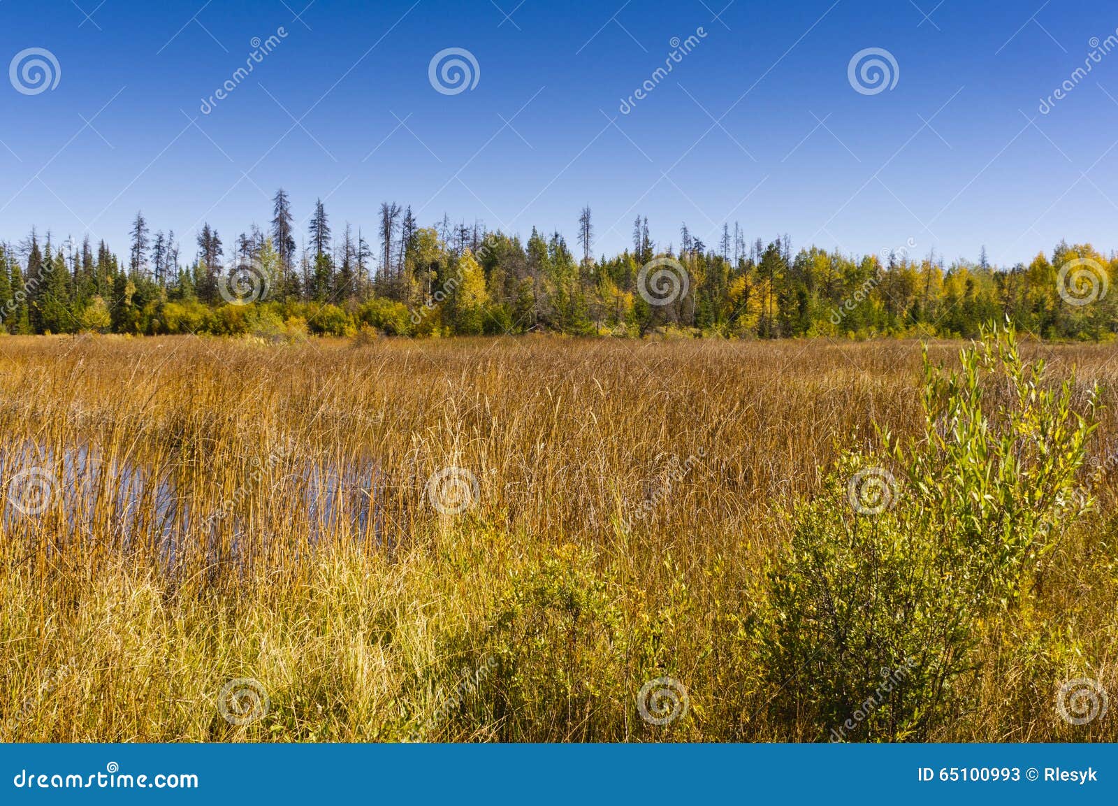 Autumn colors by a marsh stock image. Image of grasses - 65100993