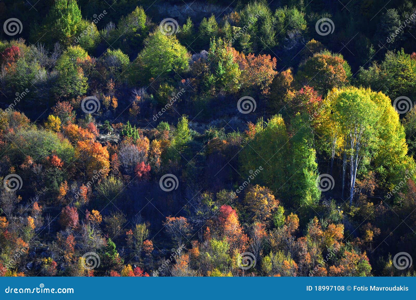 Autumn Colors in the Mountain Stock Photo - Image of colored, leaves ...