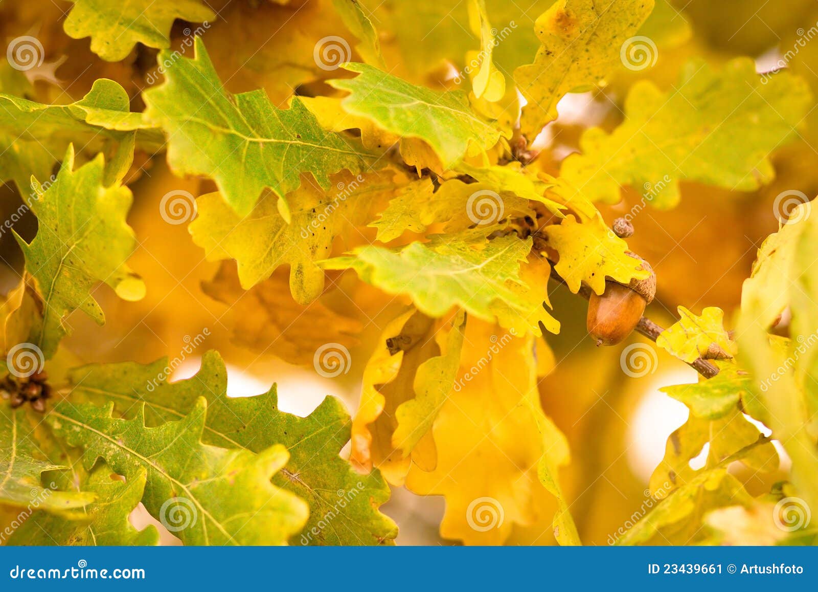 Autumn Colors of Oak Leaves Stock Image - Image of brook, background ...