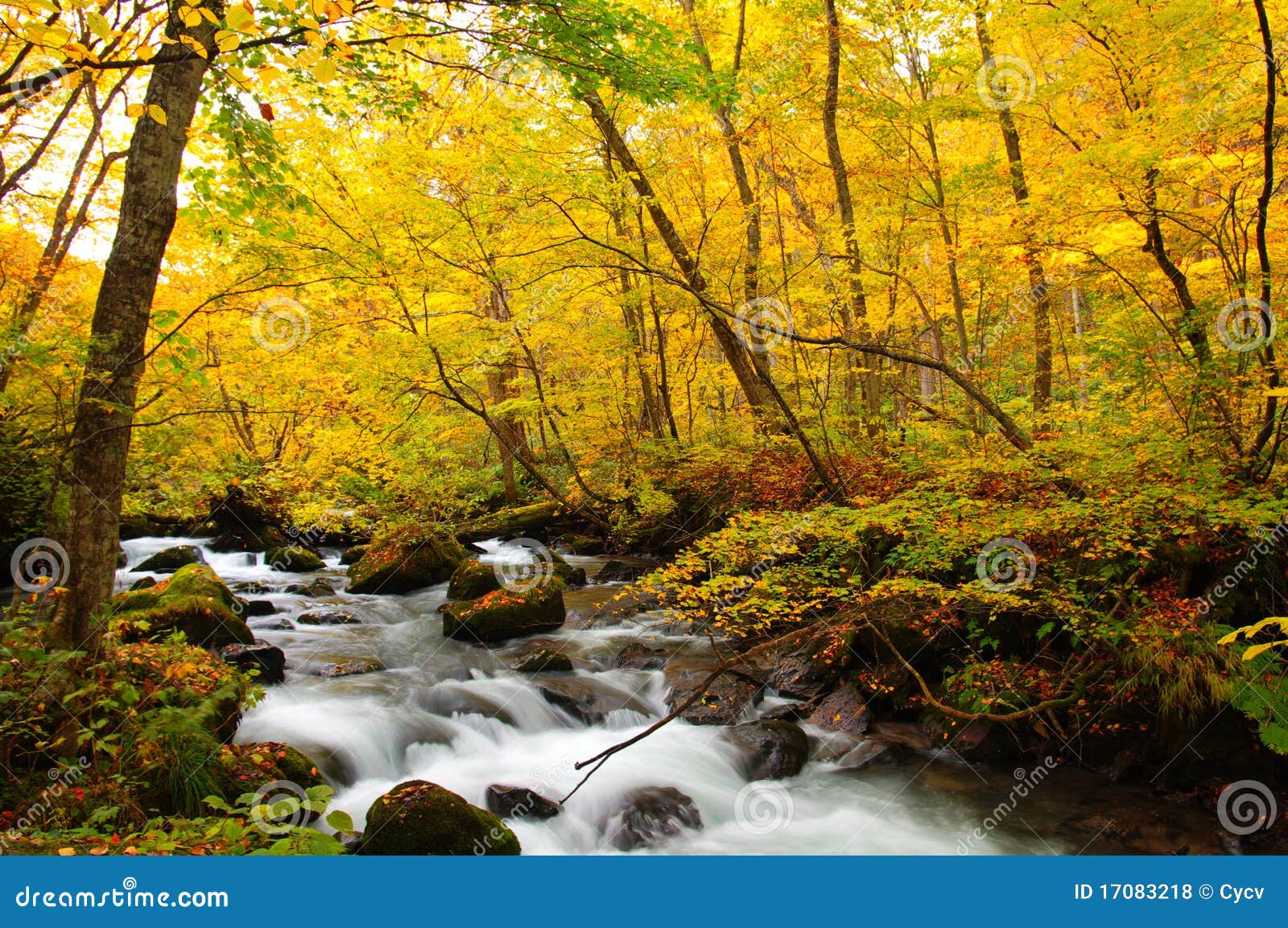 Autumn Colors of Oirase River Stock Photo - Image of oirase, famous ...