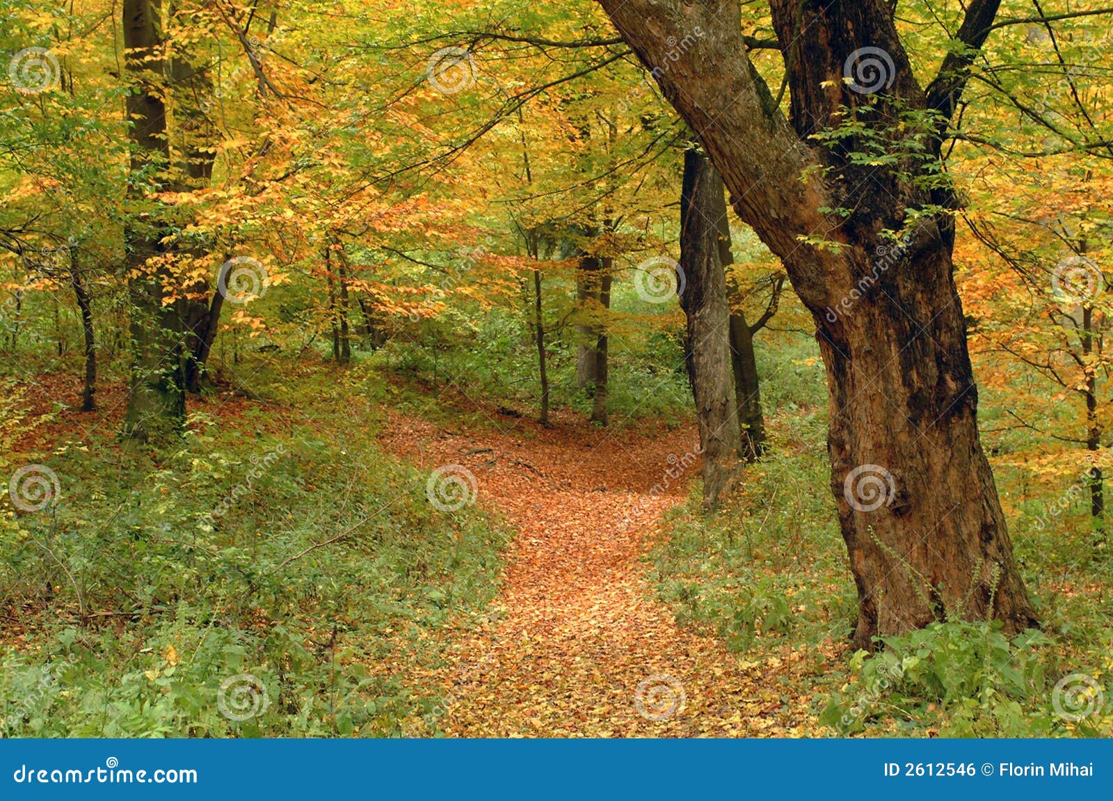 Autumn colors and path stock photo. Image of color, carpathian - 2612546