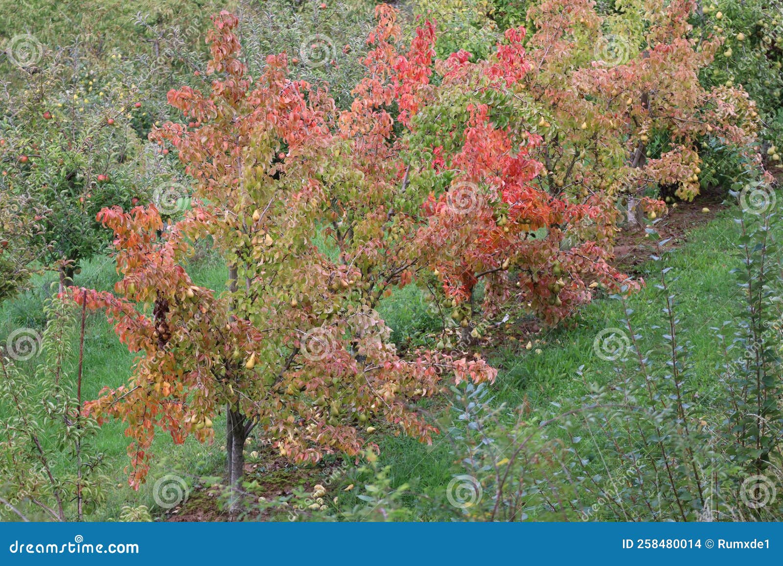 Autumn colors of the Pear stock photo. Image of pears - 258480014
