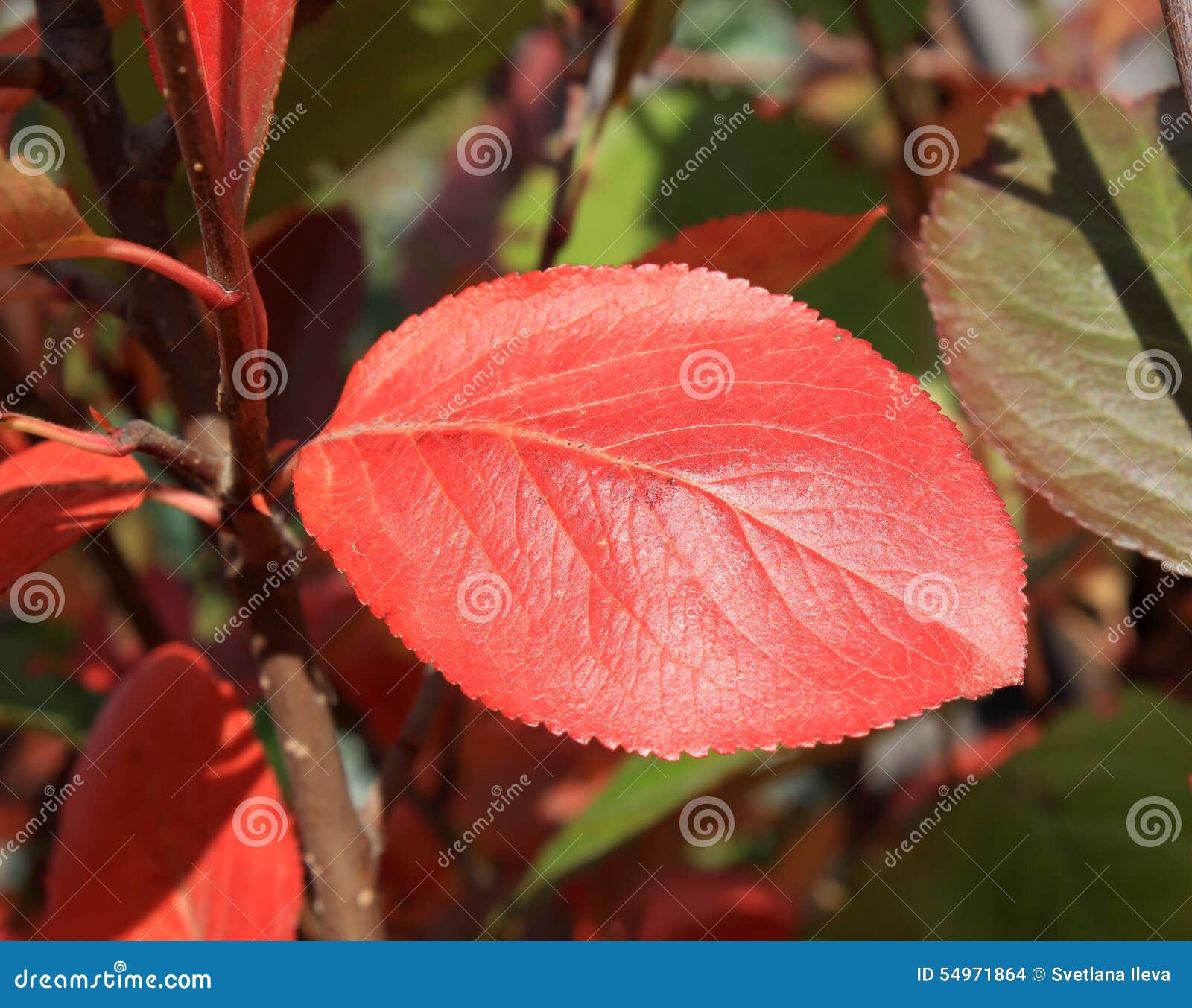 Autumn Colors. Red Leaf of Chokeberry Stock Photo - Image of colorful ...